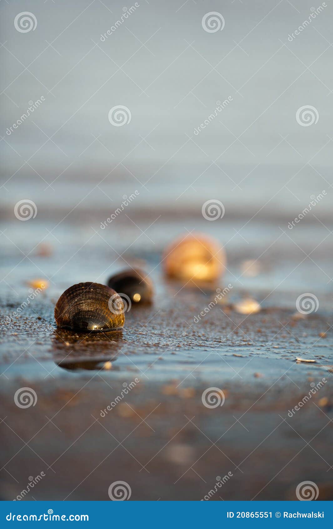Shell in Wet Sand on the Beach Stock Image - Image of ocean, nature ...
