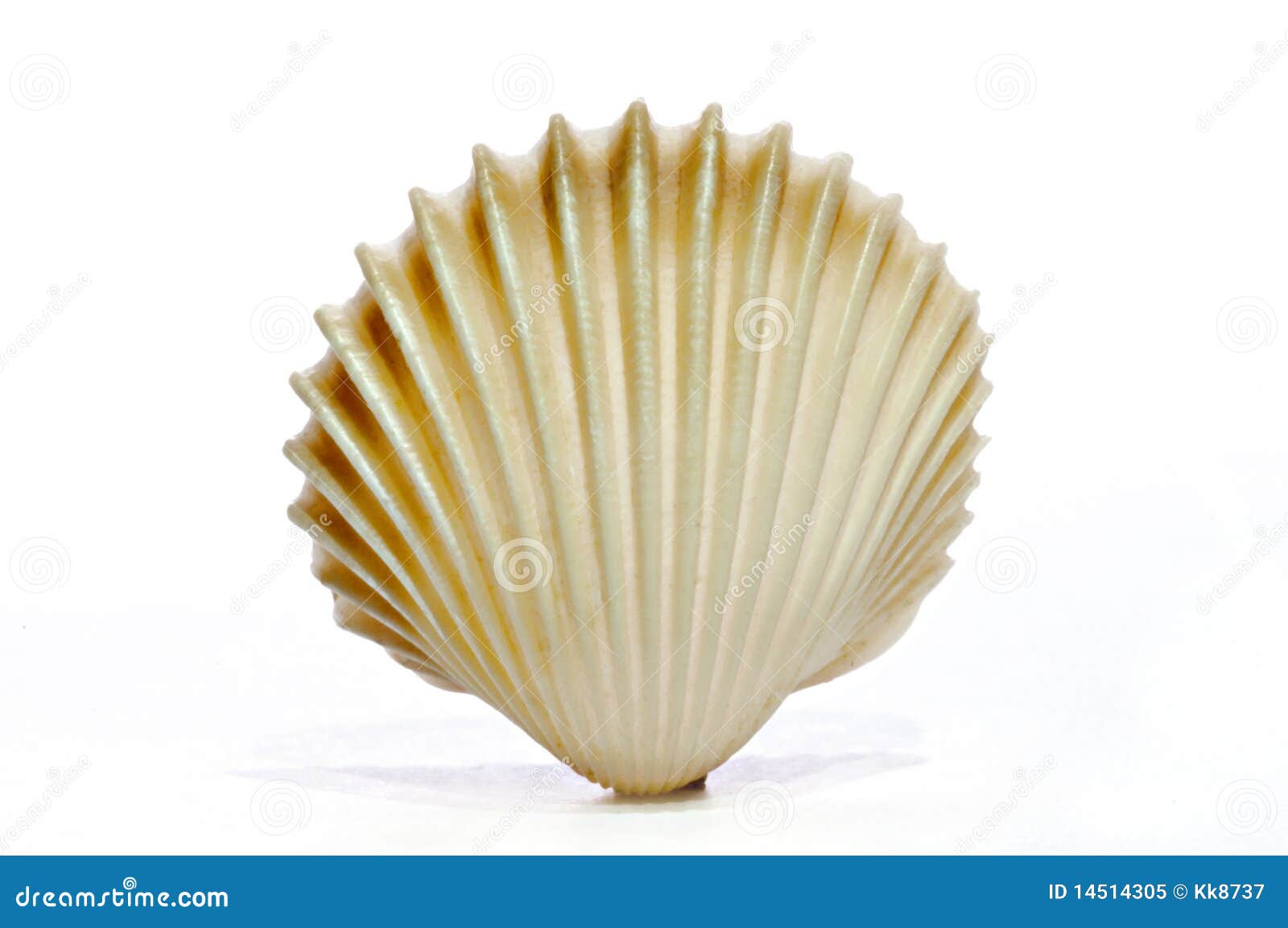 SHELL on WHITE stock image. Image of natural, white, exotic - 14514305
