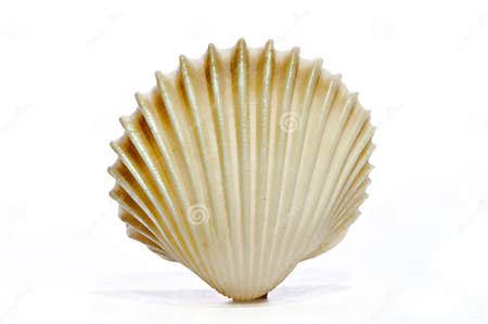 SHELL on WHITE stock image. Image of natural, white, exotic - 14514305