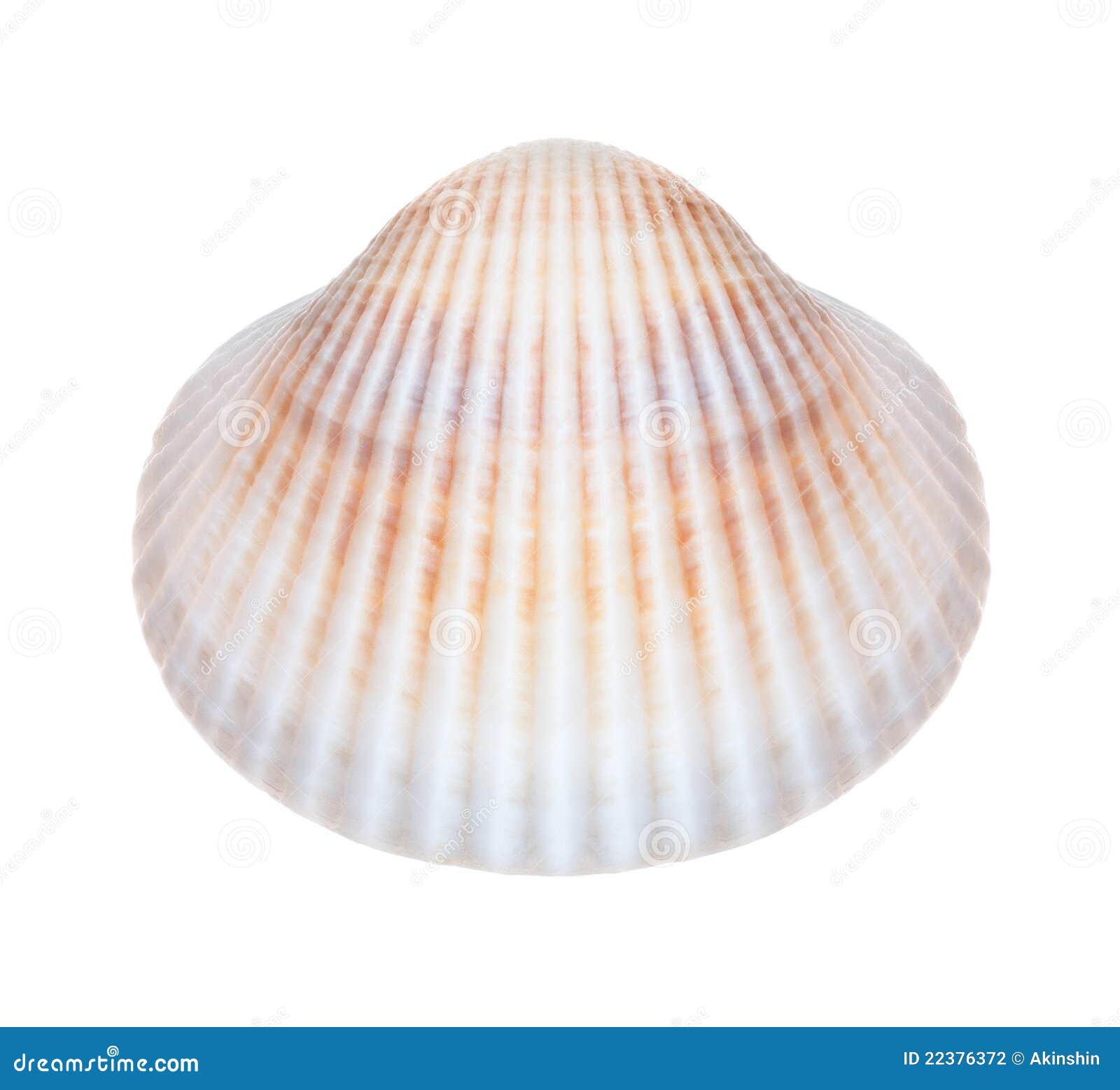 Shell on a White Background Stock Photo - Image of mollusc, close: 22376372