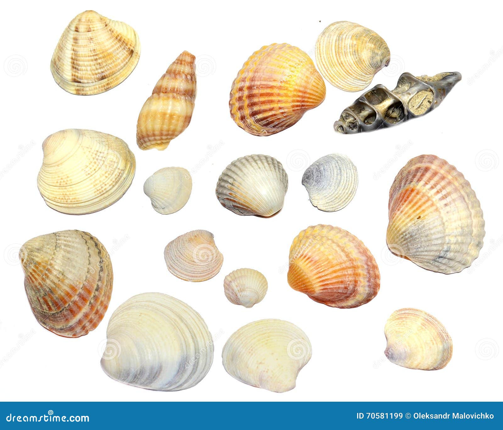 Shell on a White Background Stock Image - Image of variation, shell ...