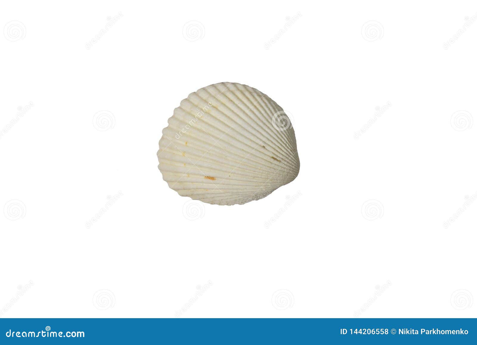 Shell on white background stock photo. Image of round - 144206558