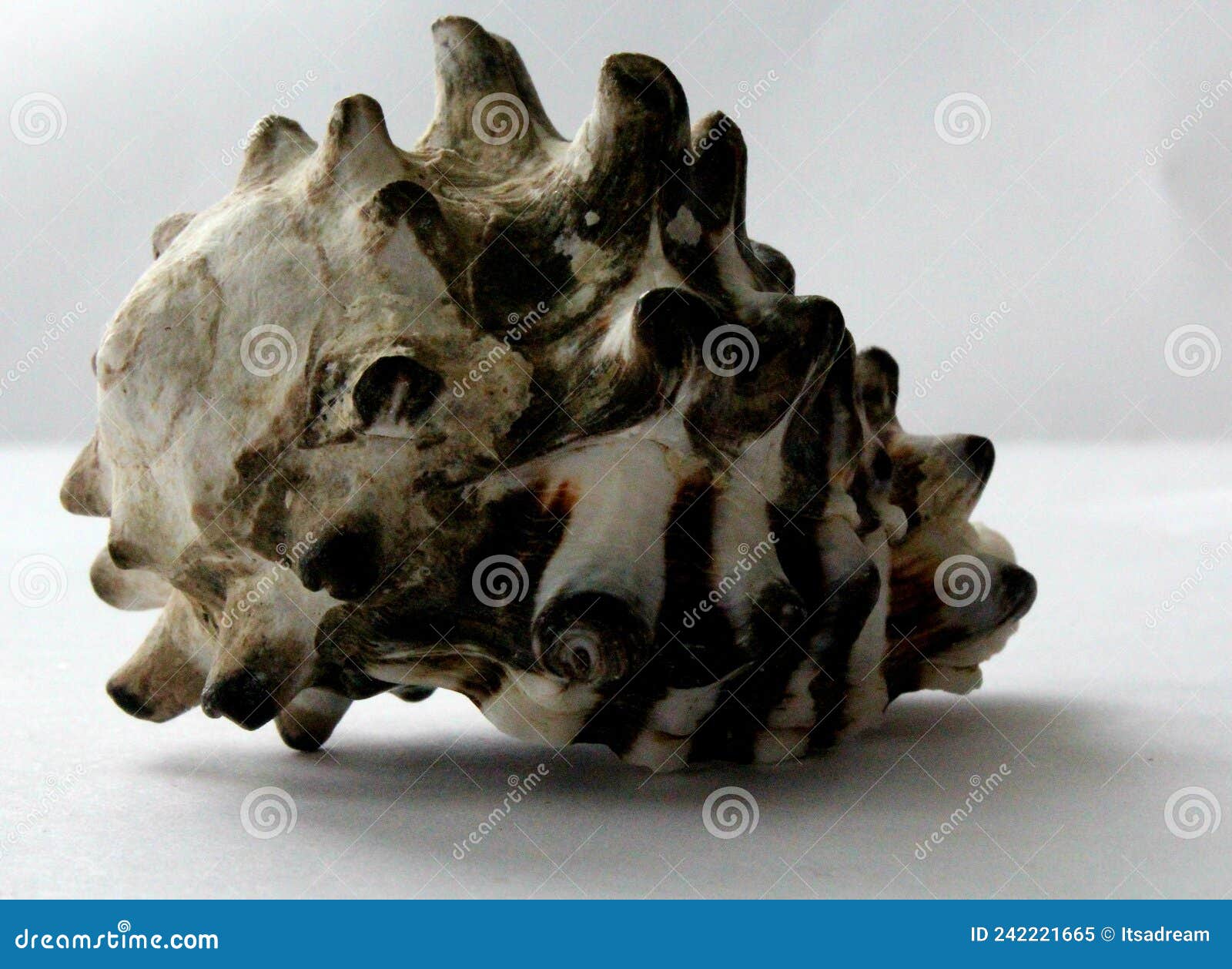 Shell on a White Background Stock Image - Image of detail, marine ...