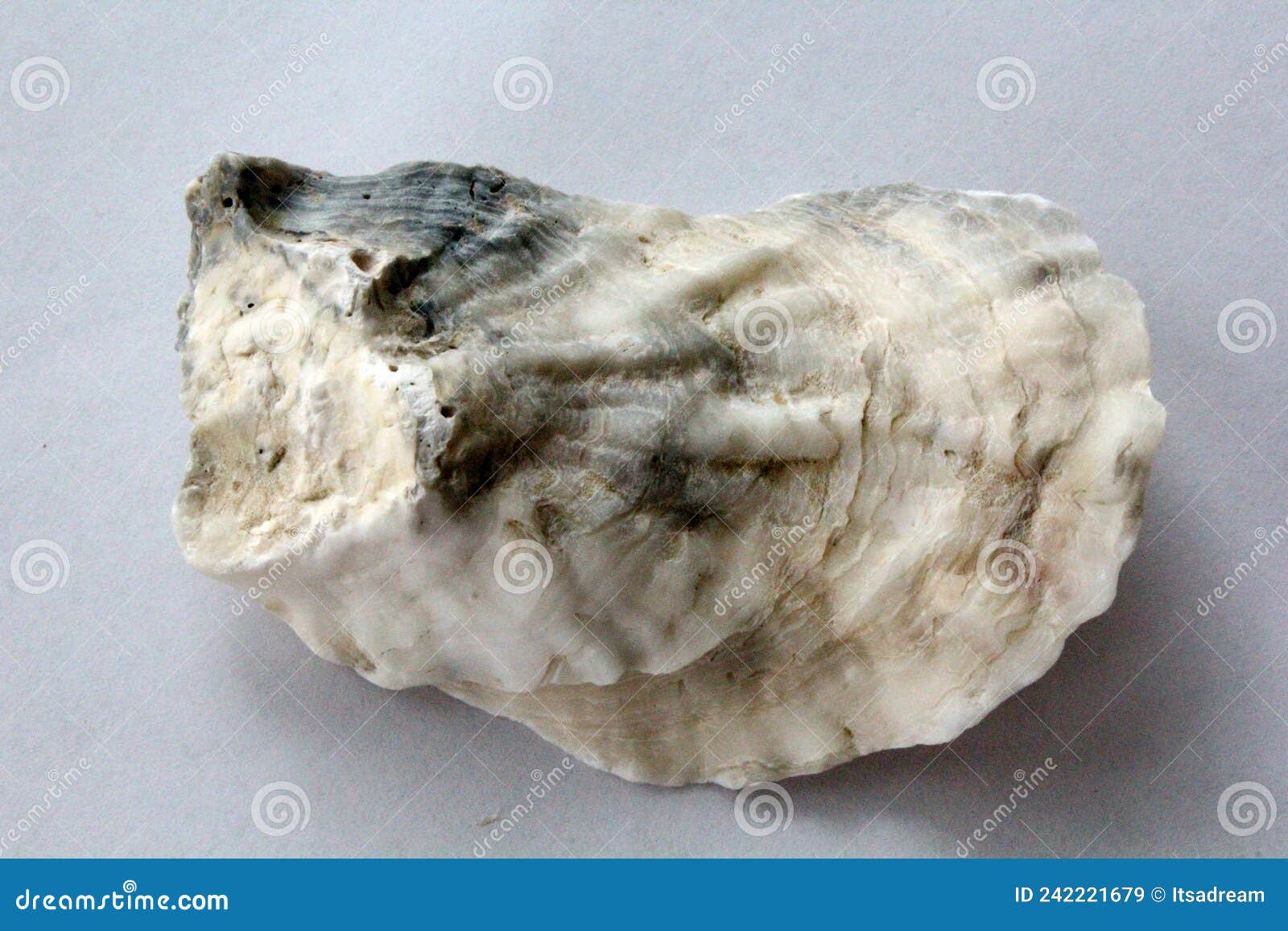 Shell on a White Background Stock Image - Image of covering, detail ...