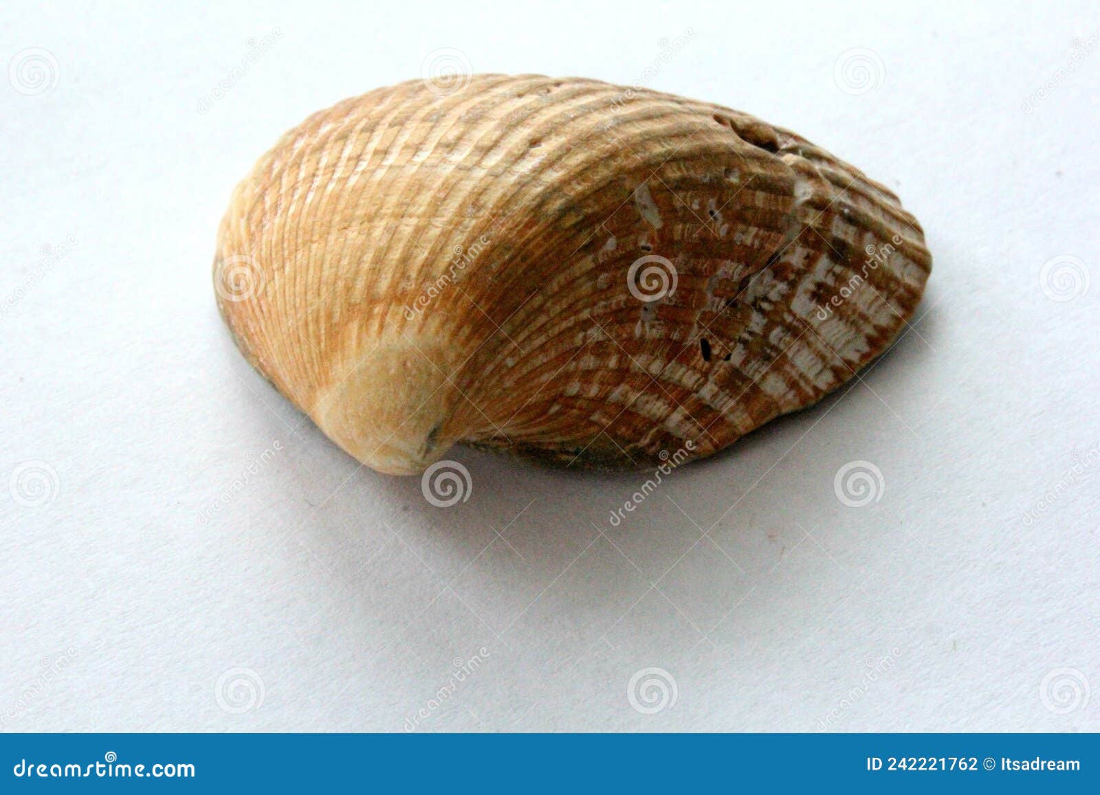 Shell on a White Background Stock Photo - Image of texture, white ...