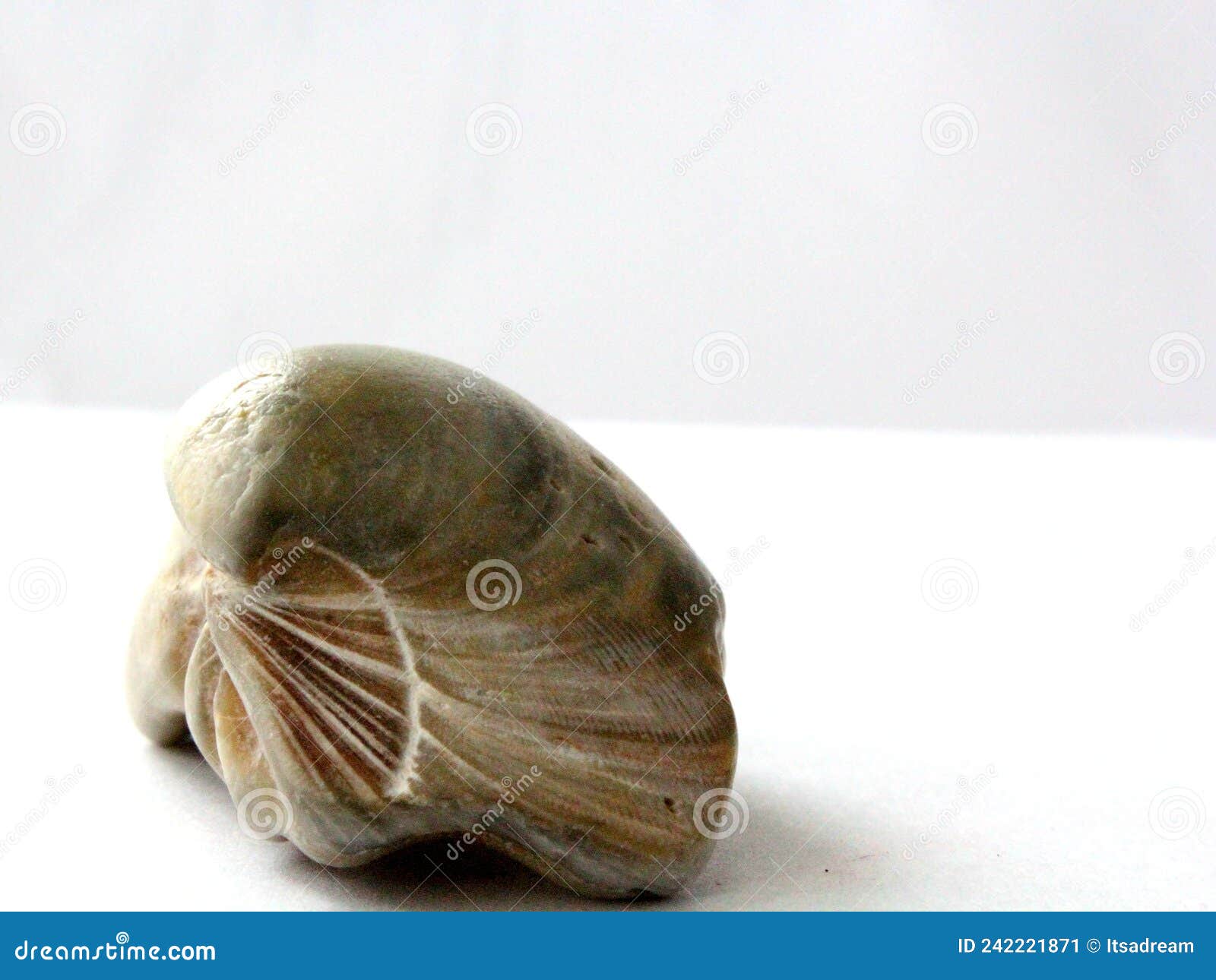 Shell on a White Background Stock Image - Image of marine, shell: 242221871