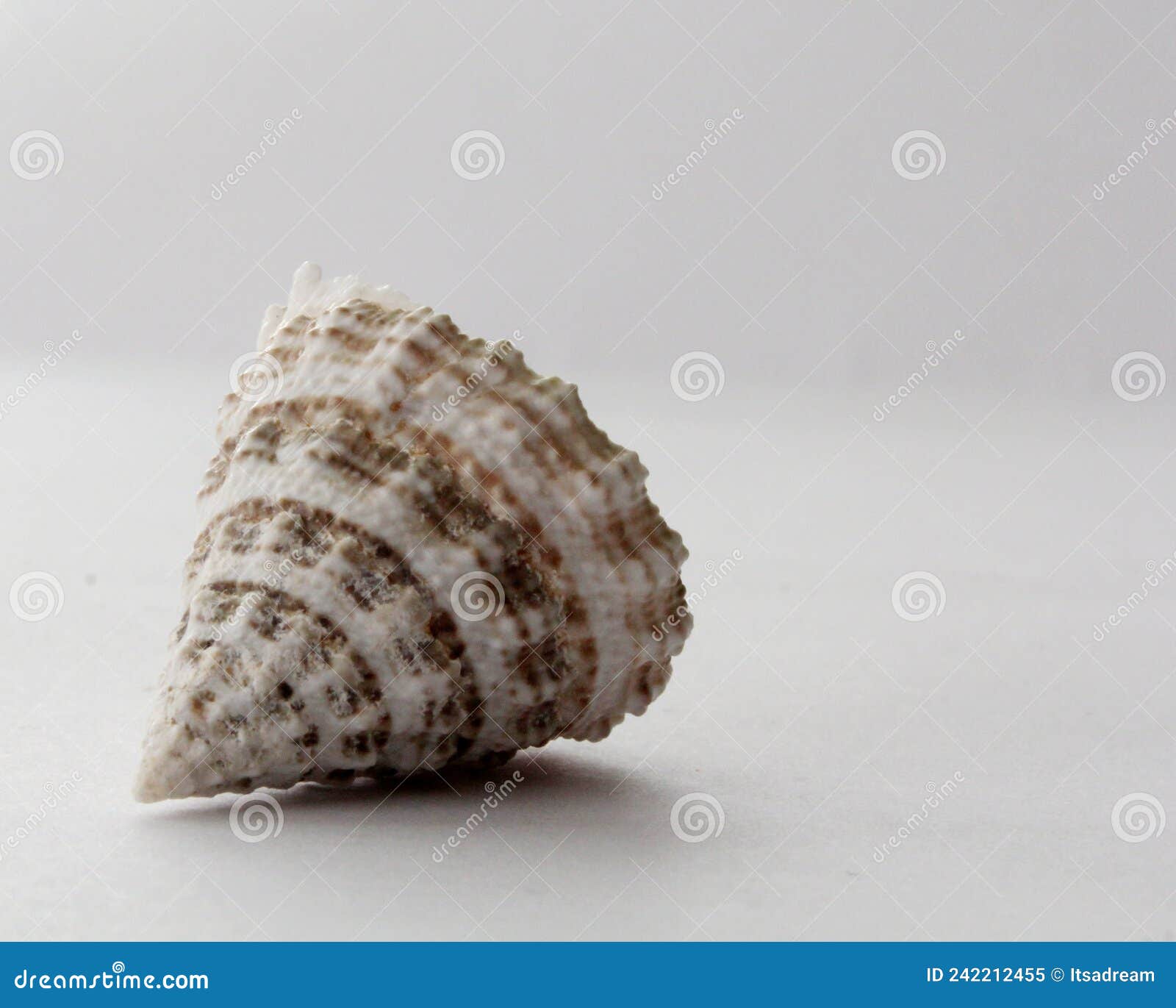 Shell on a White Background Stock Image - Image of texture, isolated ...