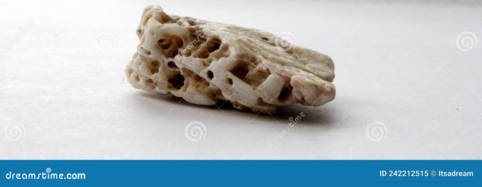 Shell on a White Background Stock Image - Image of texture, isolated ...