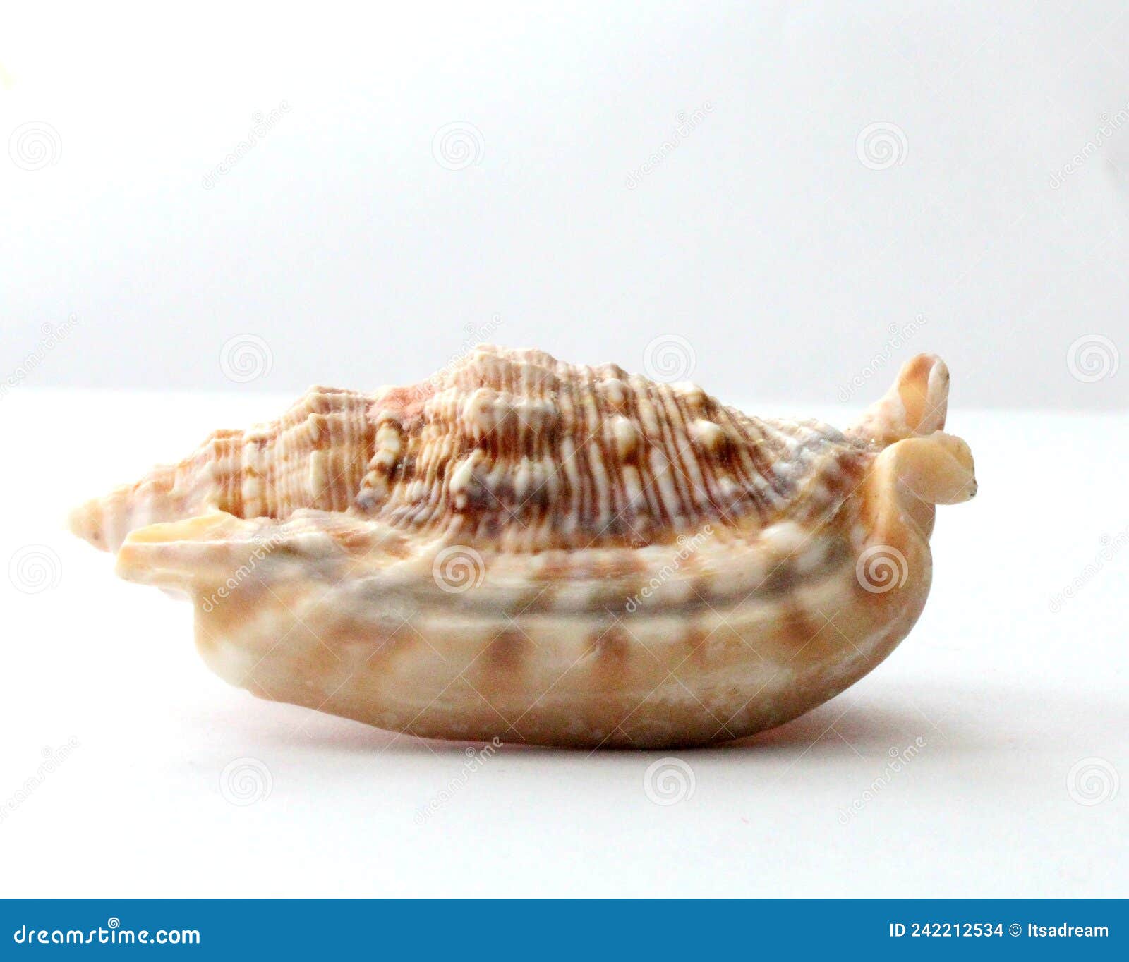 Shell on a White Background Stock Photo - Image of background, texture ...