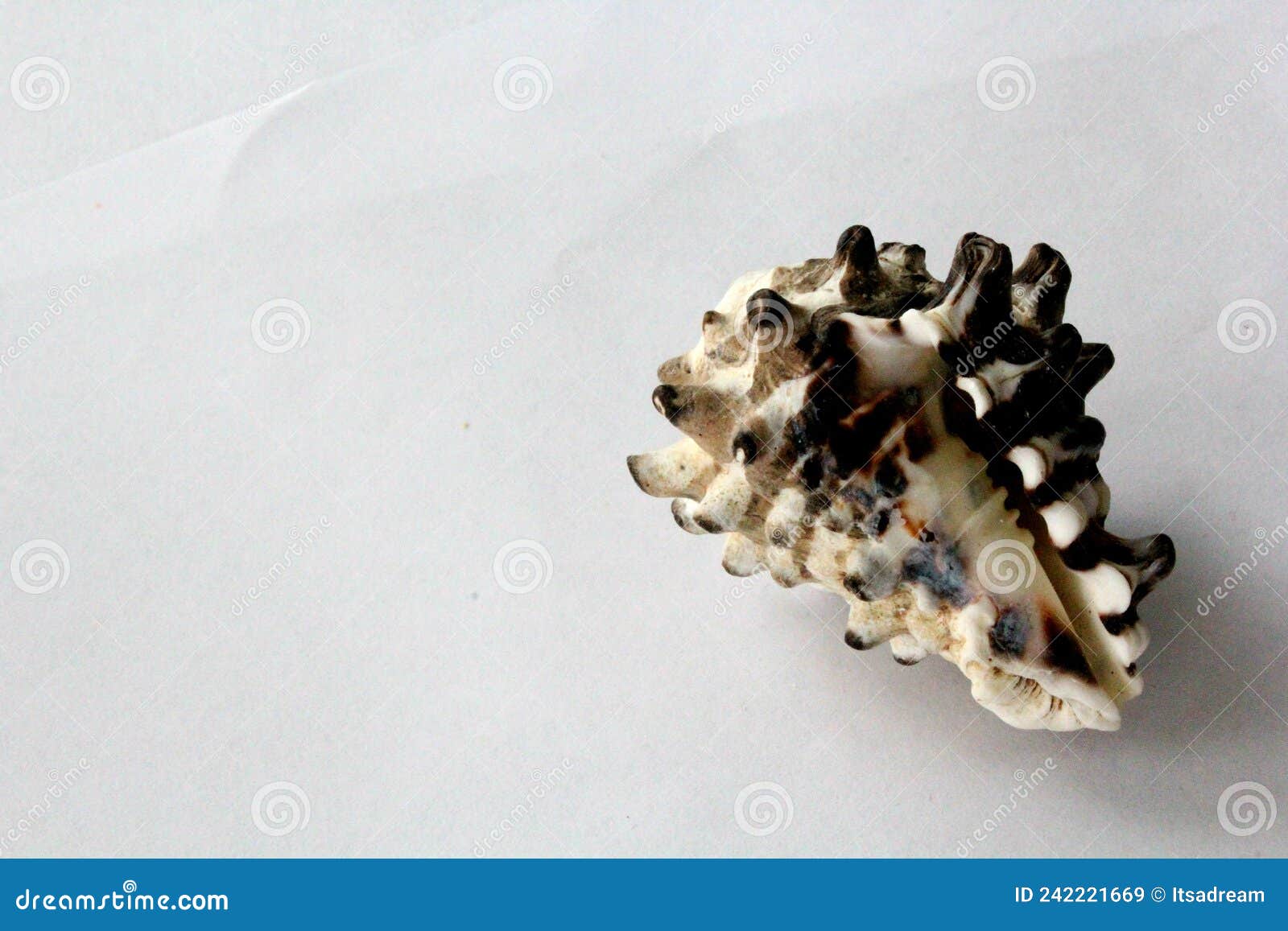 Shell on a White Background Stock Image - Image of skeleton, detail ...