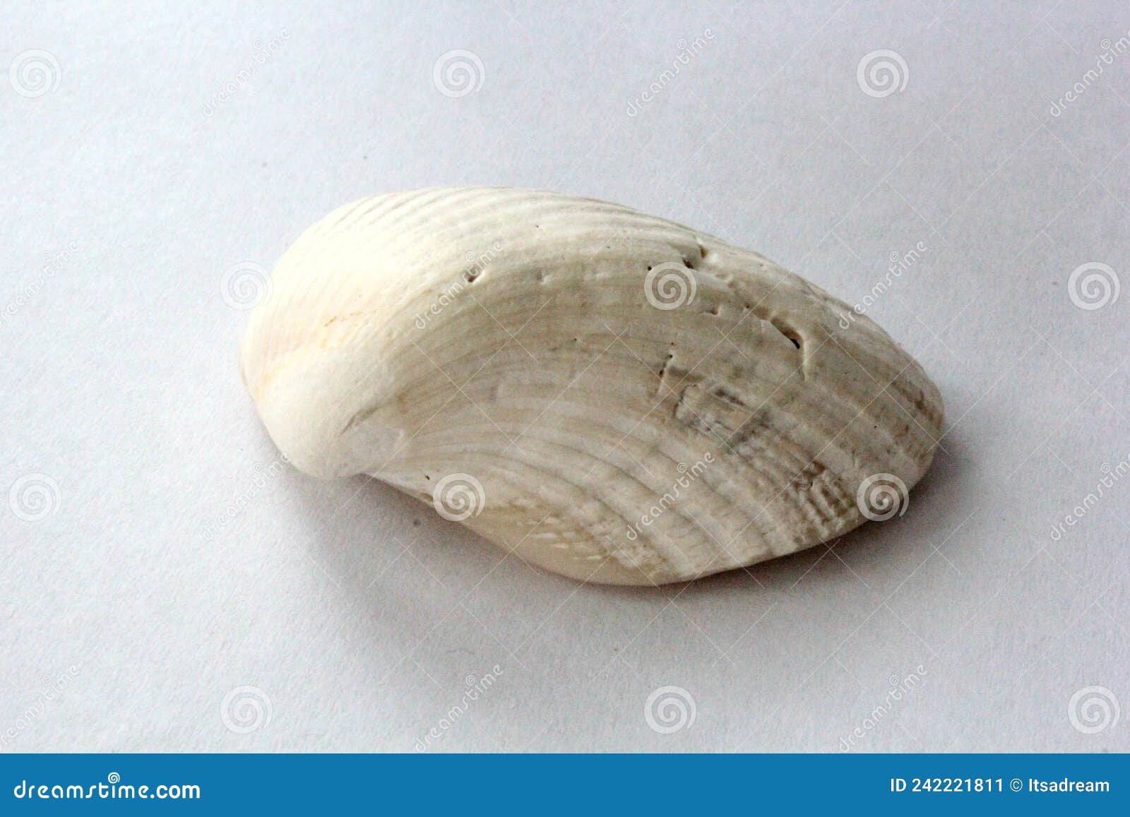 Shell on a White Background Stock Image - Image of shell, background ...