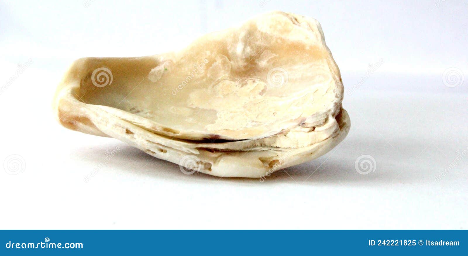Shell on a White Background Stock Image - Image of covering, nature ...