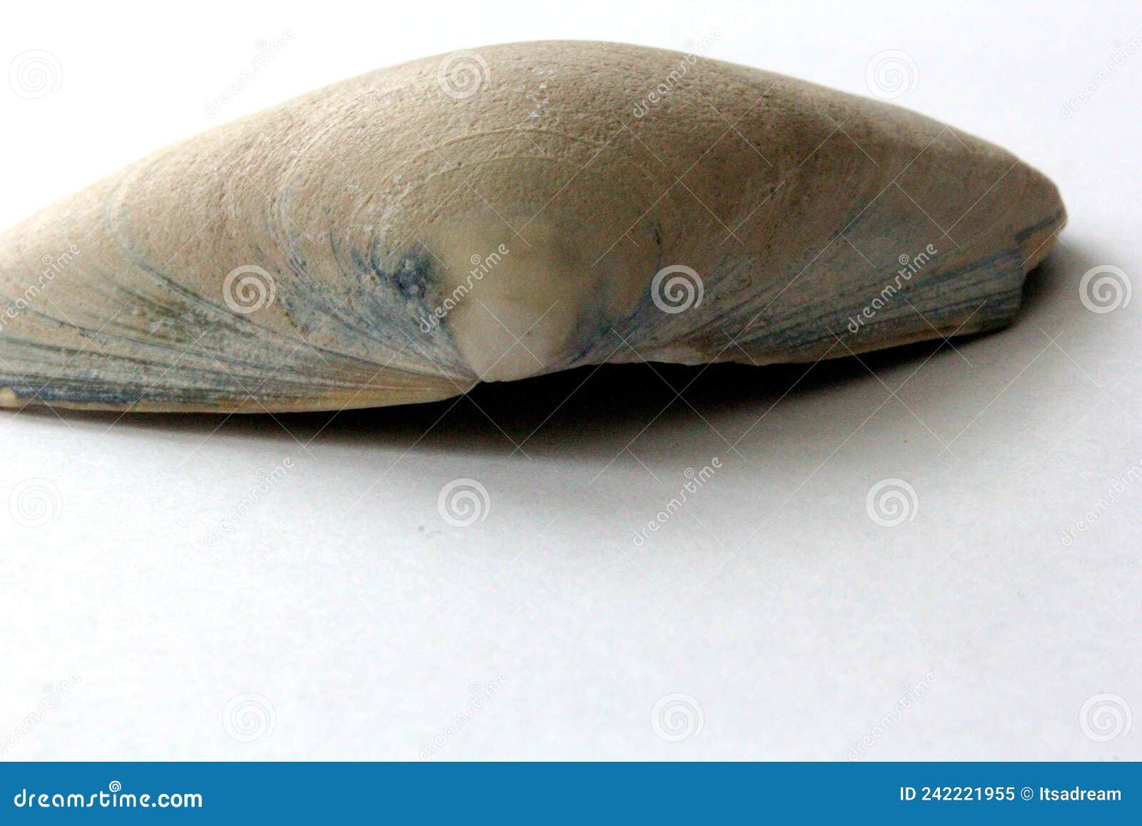 Shell on a White Background Stock Image - Image of texture, covering ...