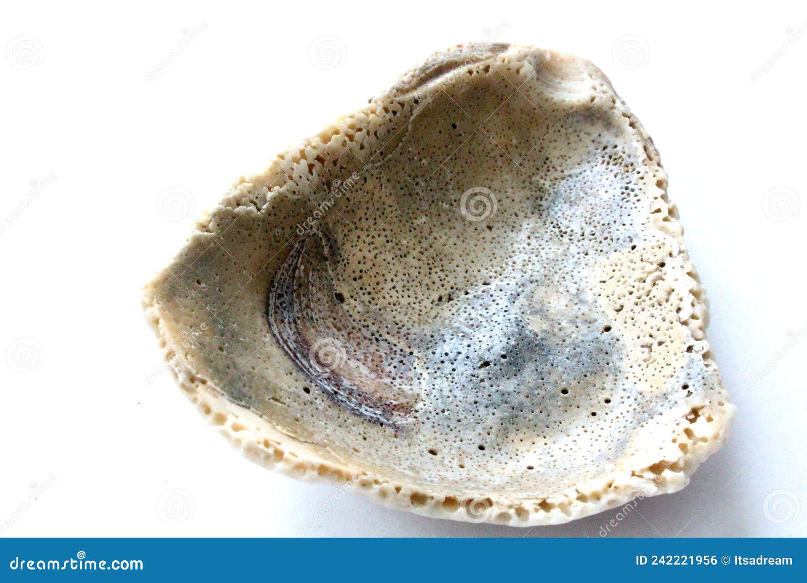 Shell on a White Background Stock Photo - Image of shell, texture ...