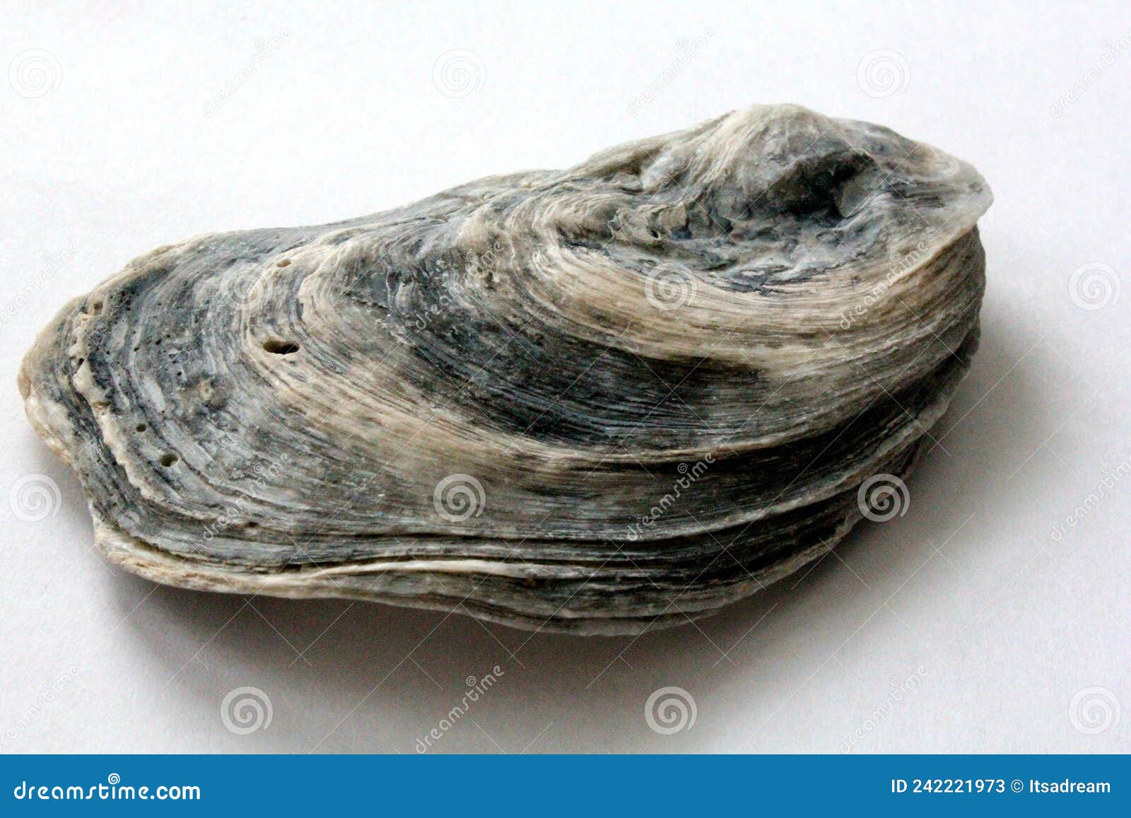 Shell on a White Background Stock Image - Image of background, isolated ...