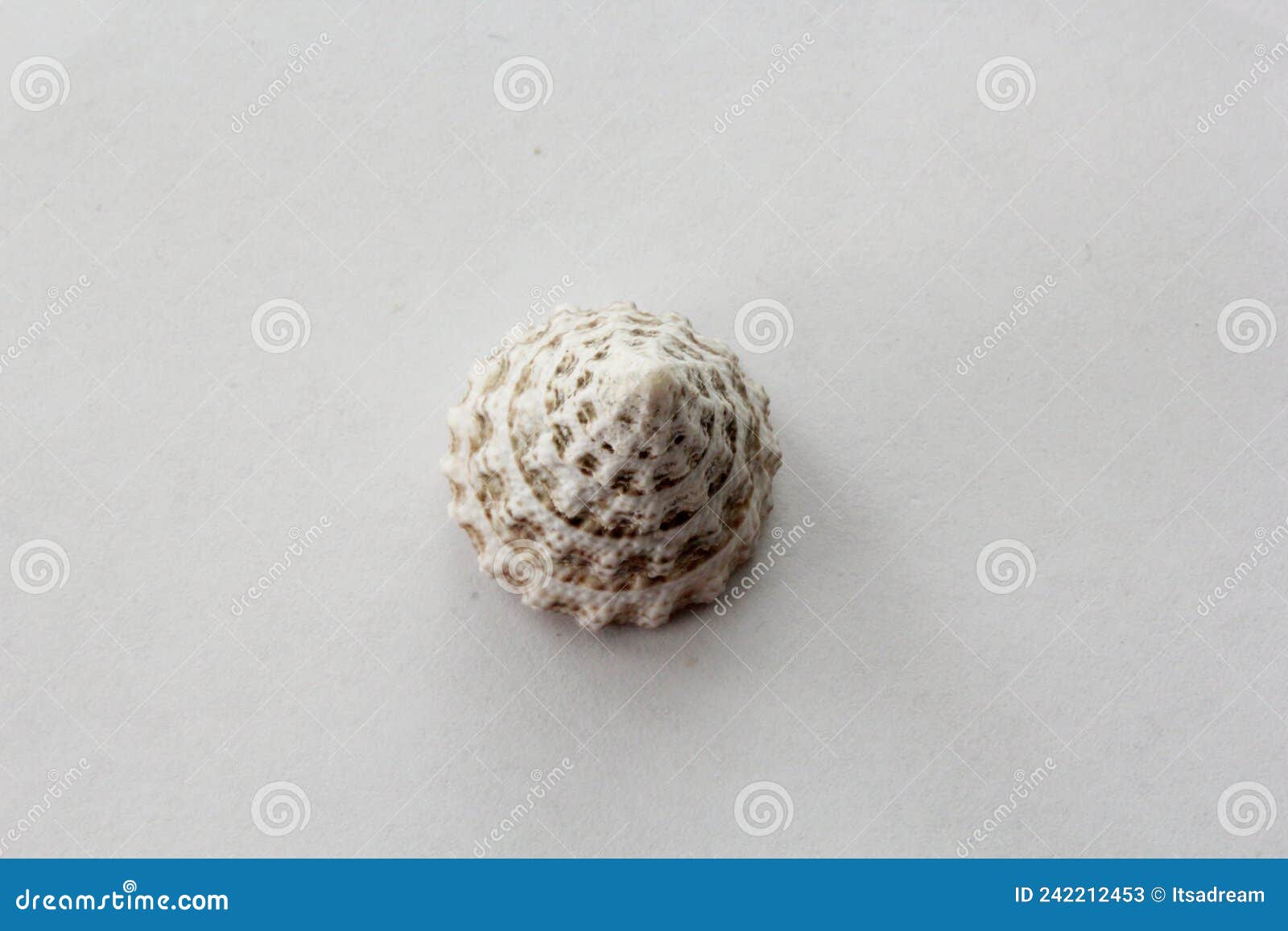 Shell on a White Background Stock Image - Image of covering, nature ...