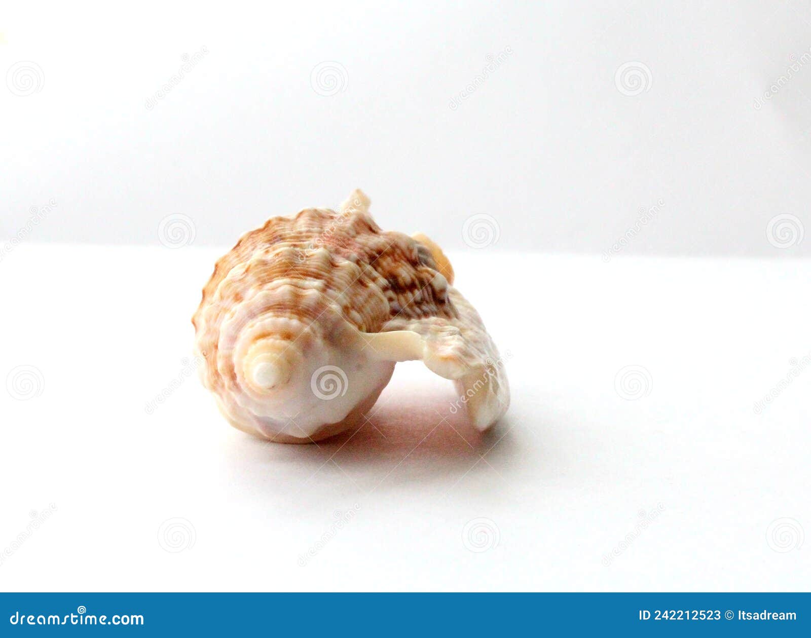 Shell on a White Background Stock Image - Image of white, covering ...