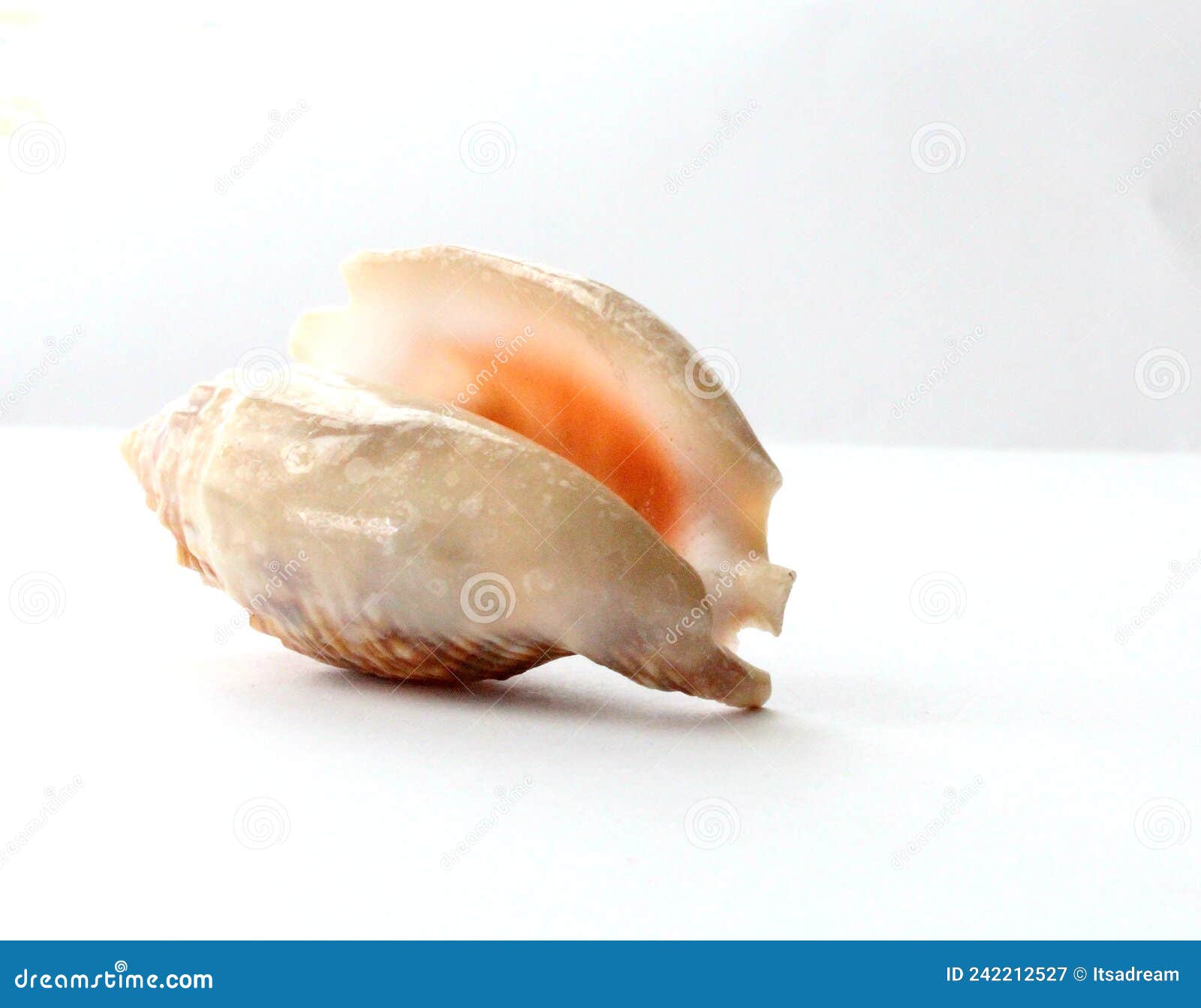 Shell on a White Background Stock Image - Image of white, texture ...