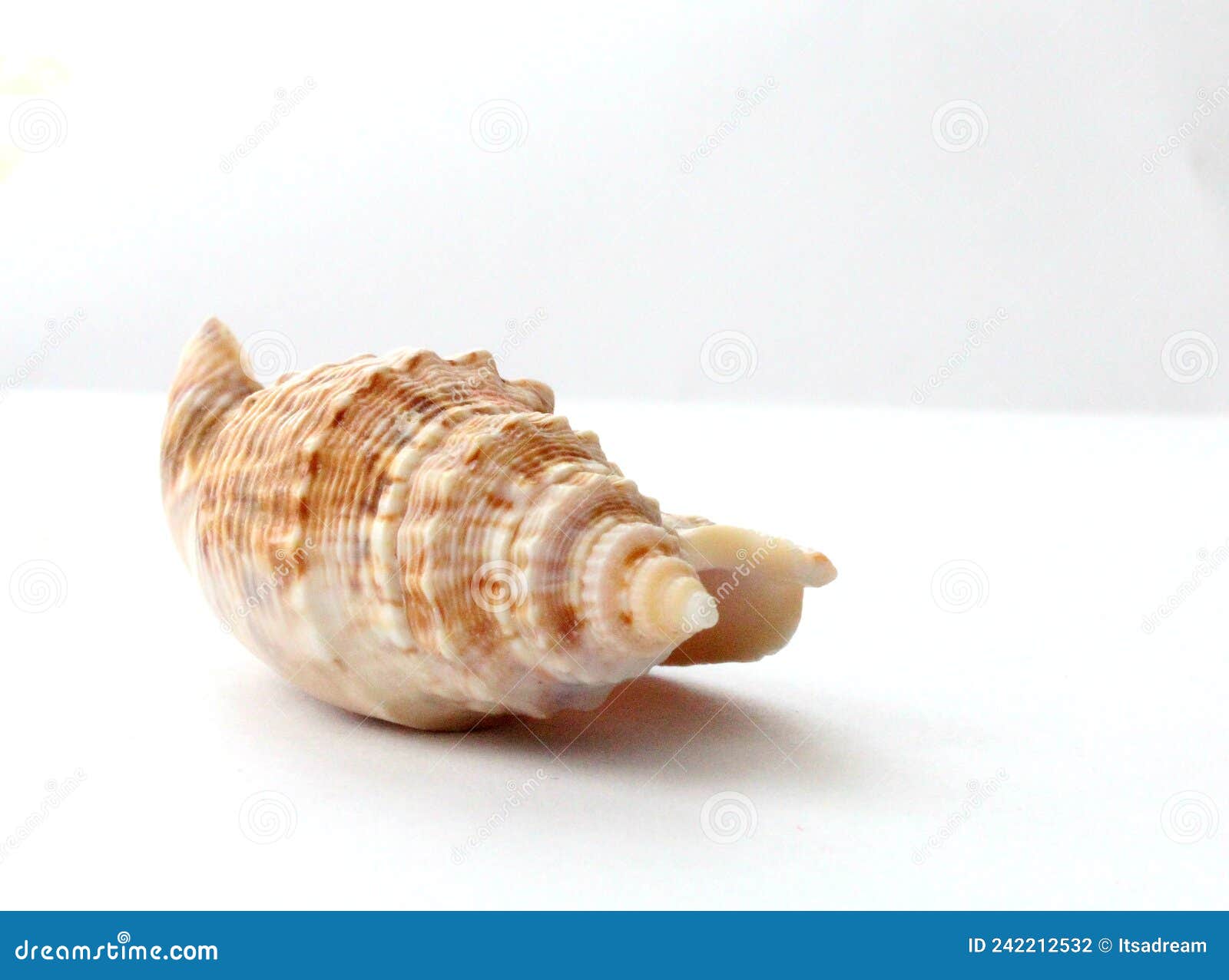 Shell on a White Background Stock Photo - Image of texture, white ...