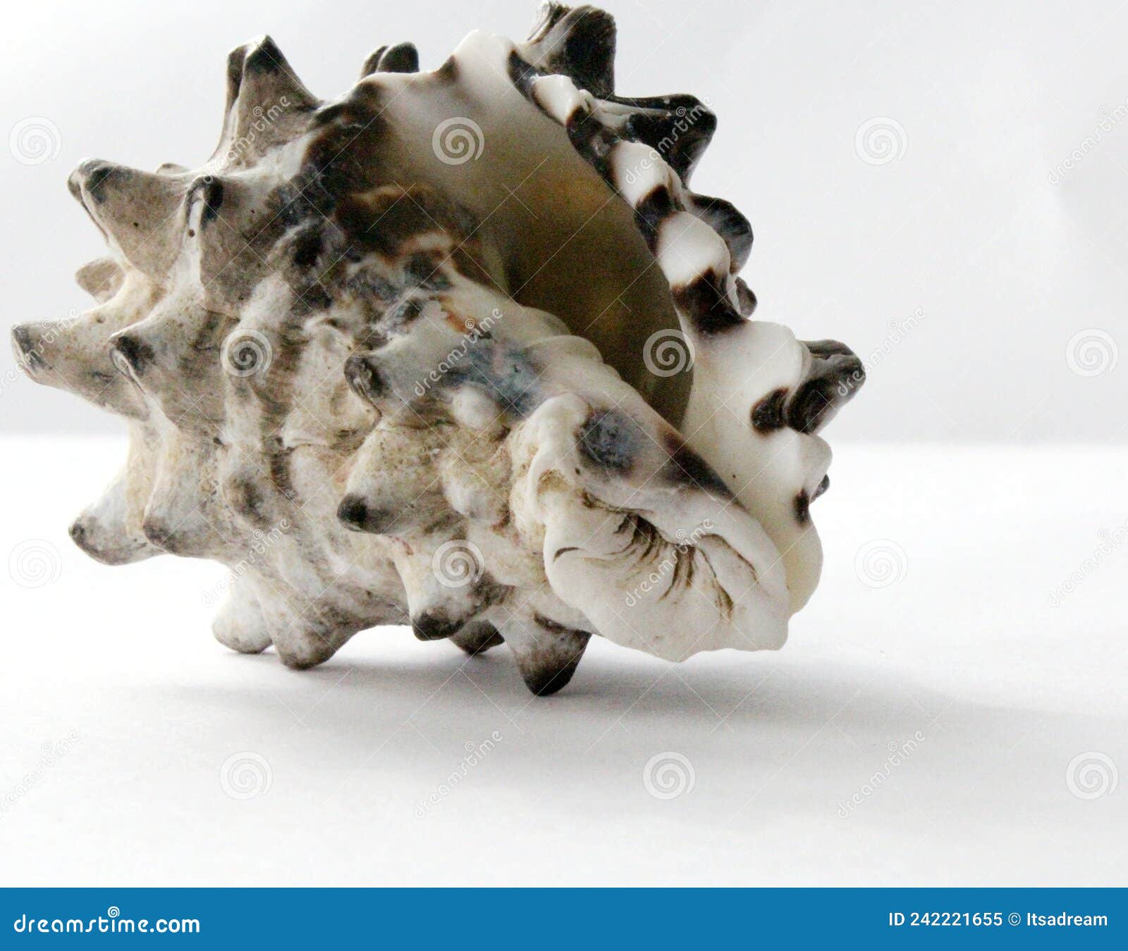 Shell on a White Background Stock Image - Image of marine, background ...