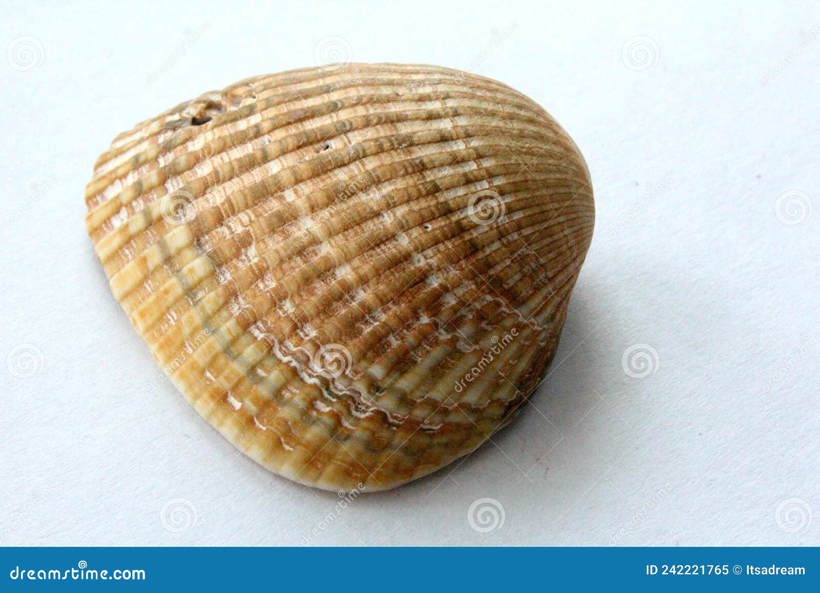 Shell on a White Background Stock Image - Image of covering, nature ...