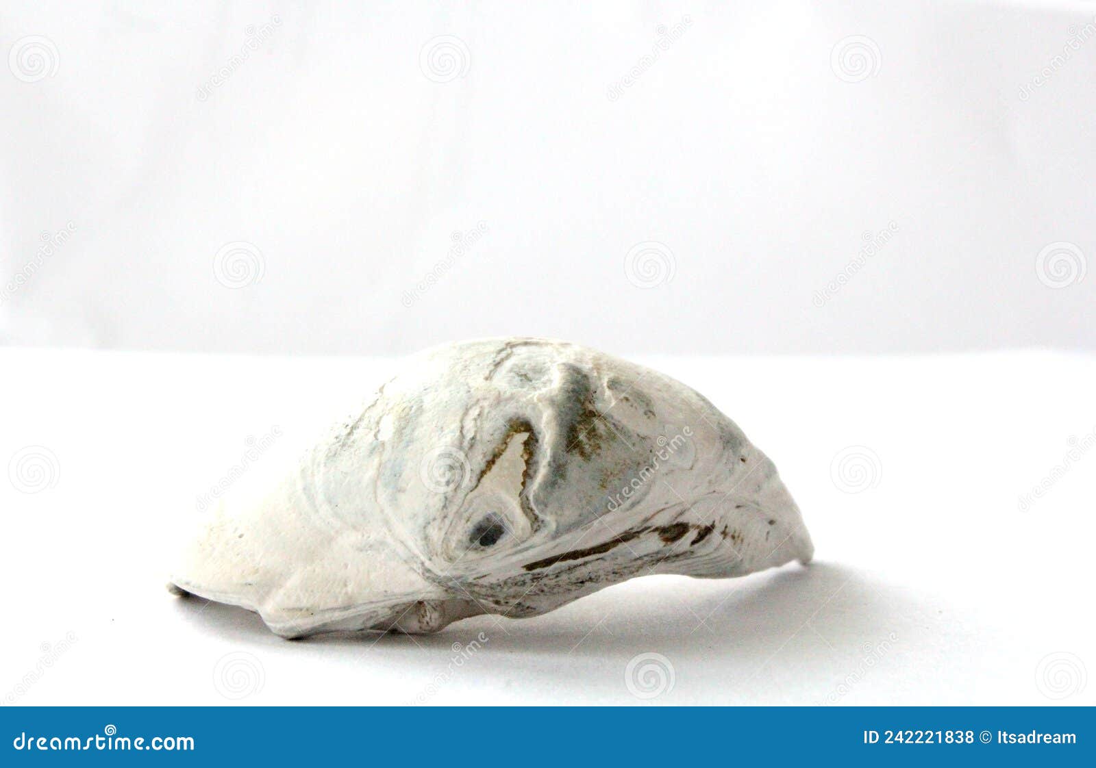 Shell on a White Background Stock Photo - Image of marine, nature ...