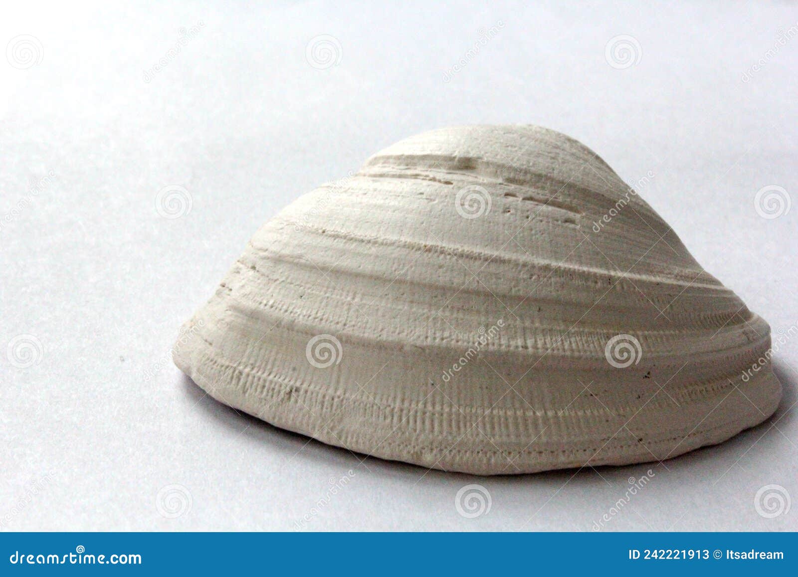 Shell on a White Background Stock Image - Image of detail, nature ...
