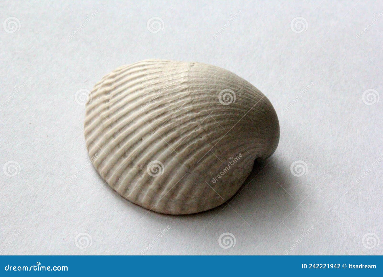 Shell on a White Background Stock Photo - Image of nature, covering ...