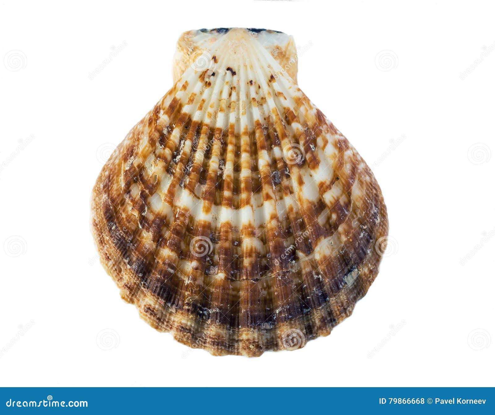 Shell on white background stock photo. Image of color - 79866668
