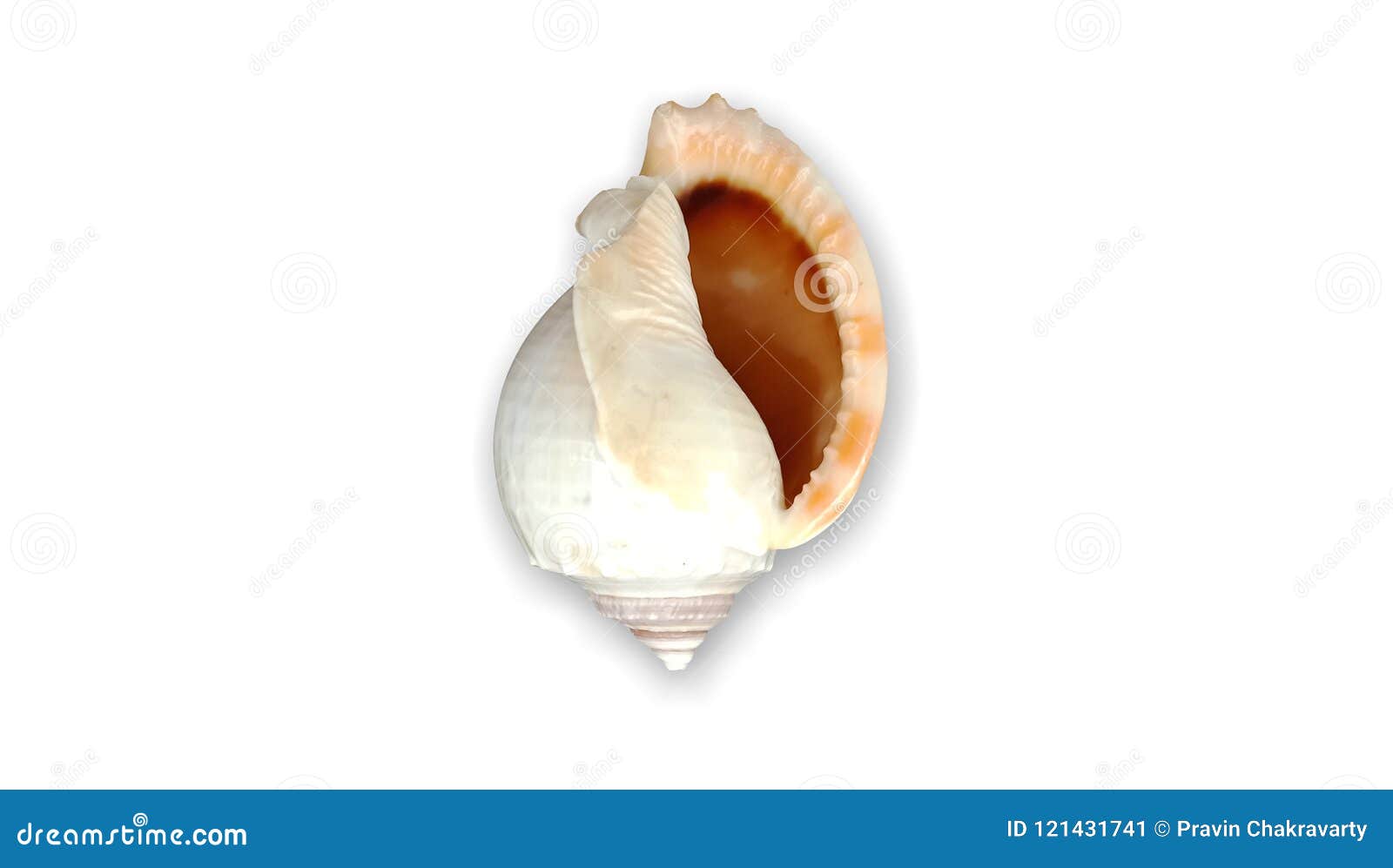 Shell with White Background Wallpaper, Stock Illustration ...