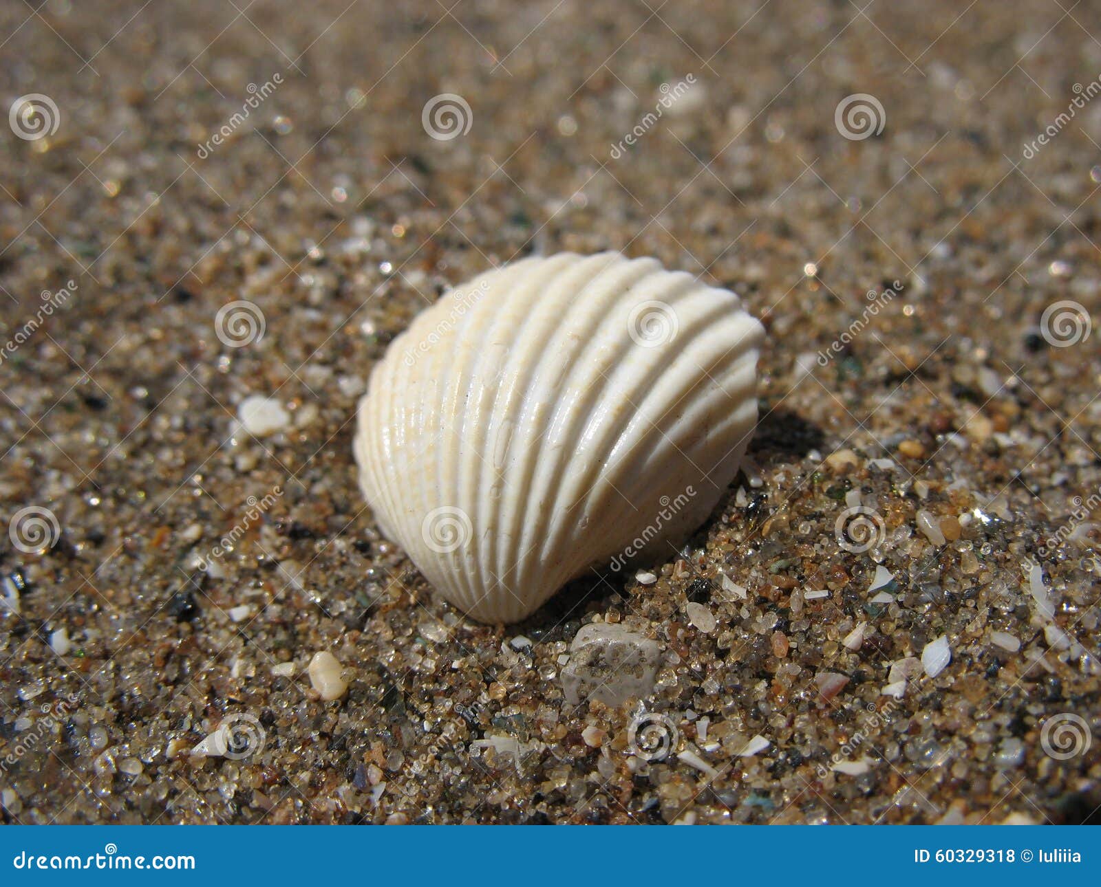 Shell stock photo. Image of white, conch, grains, shell - 60329318