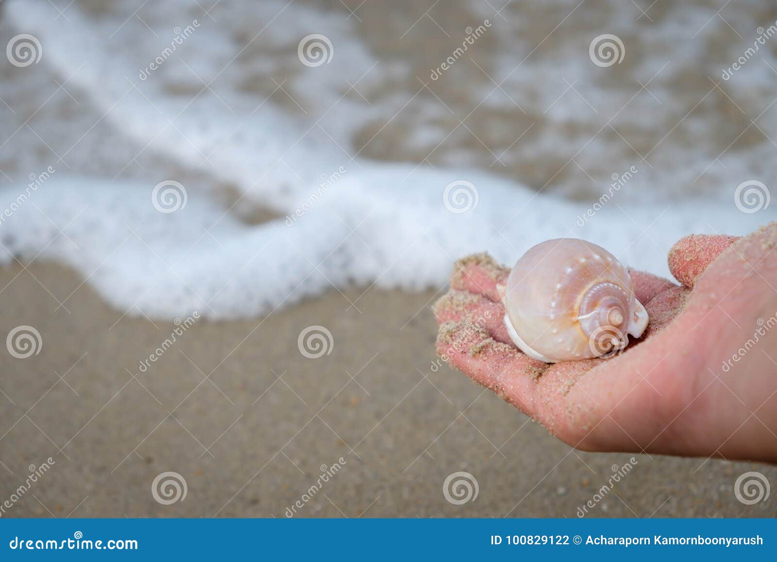 A shell on woman`s hands stock photo. Image of design - 100829122