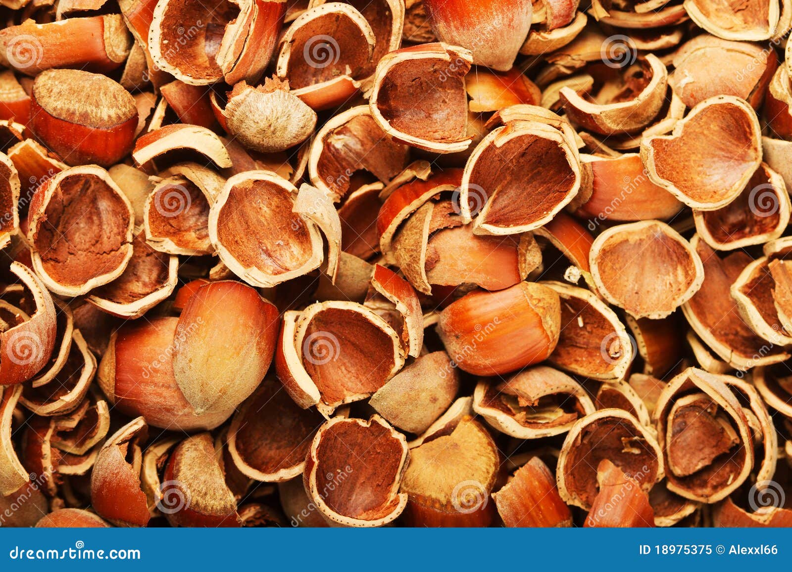 Shell of wood nuts stock image. Image of crop, chestnut - 18975375