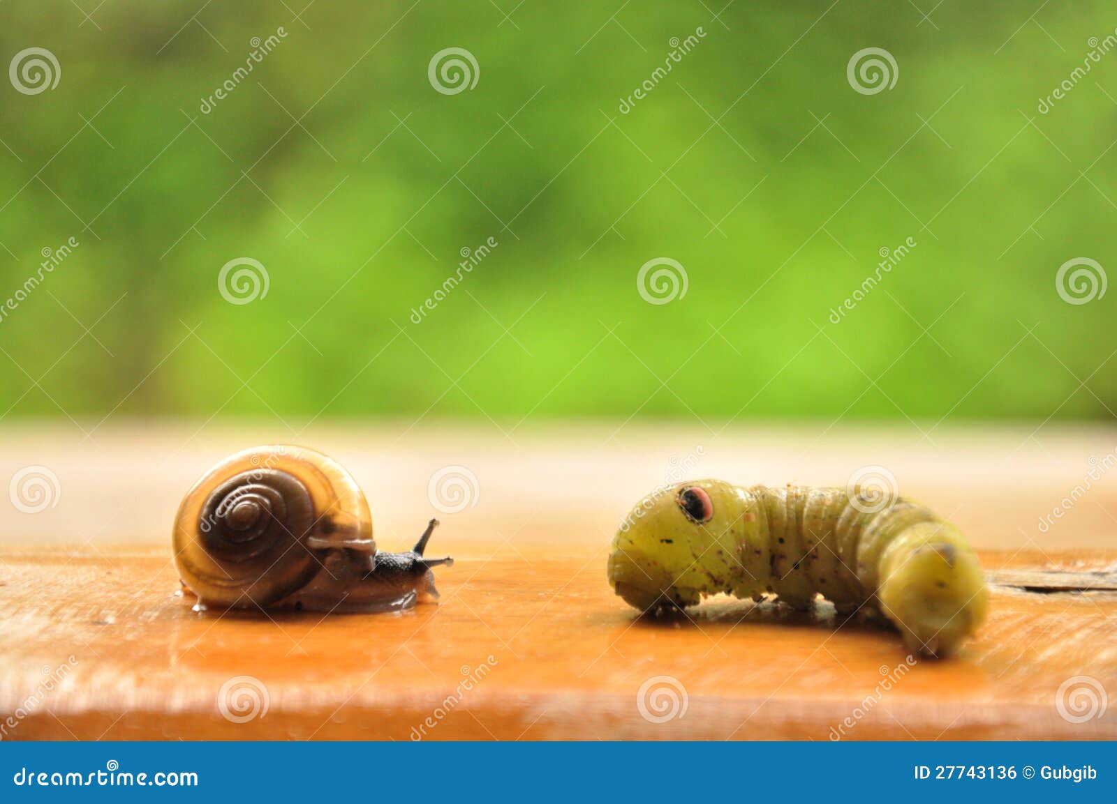 Shell Worm Stock Photos - Download 862 Royalty Free Photos