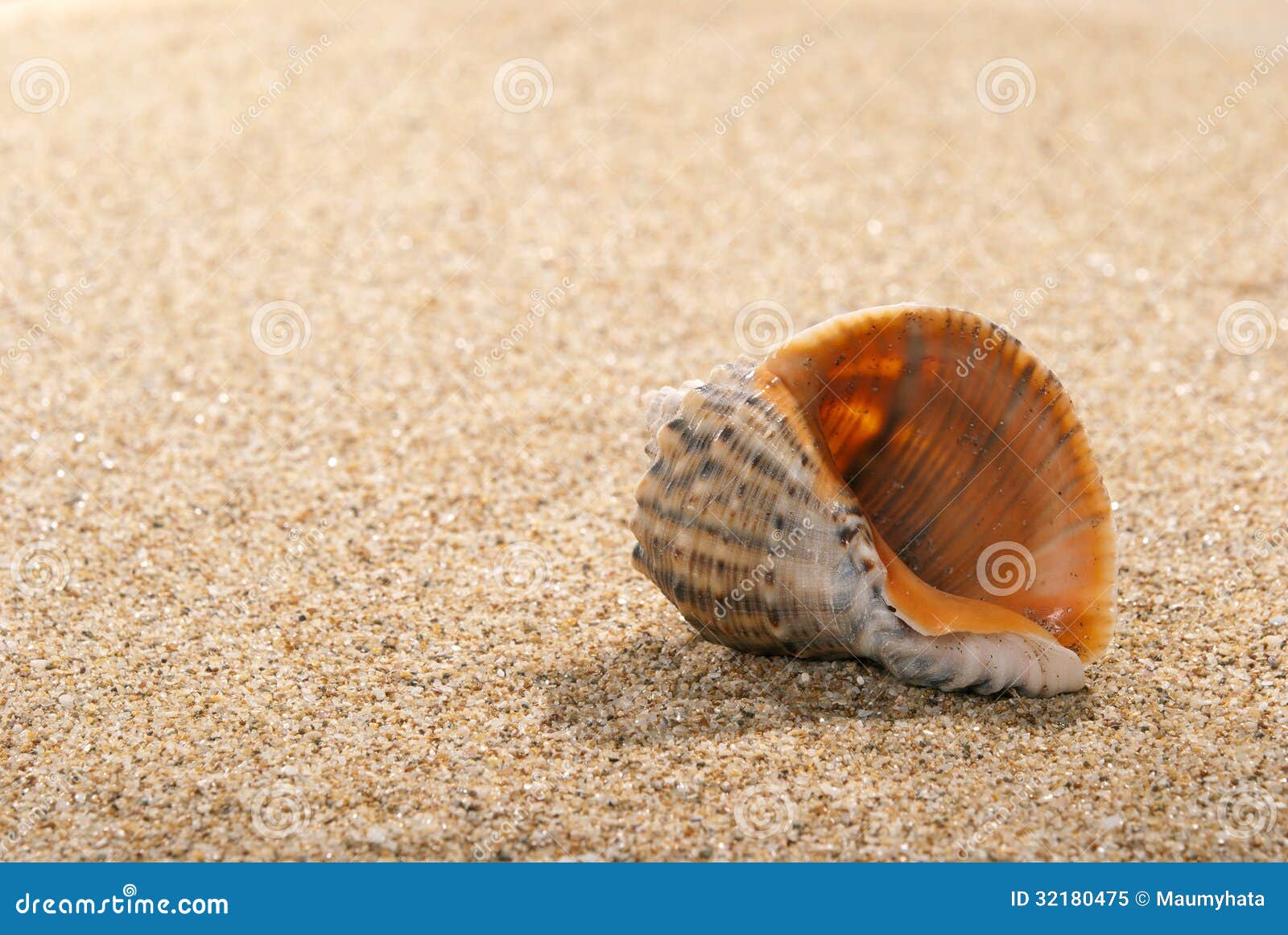 Shell y arena imagen de archivo. Imagen de imagen, sunlight - 32180475