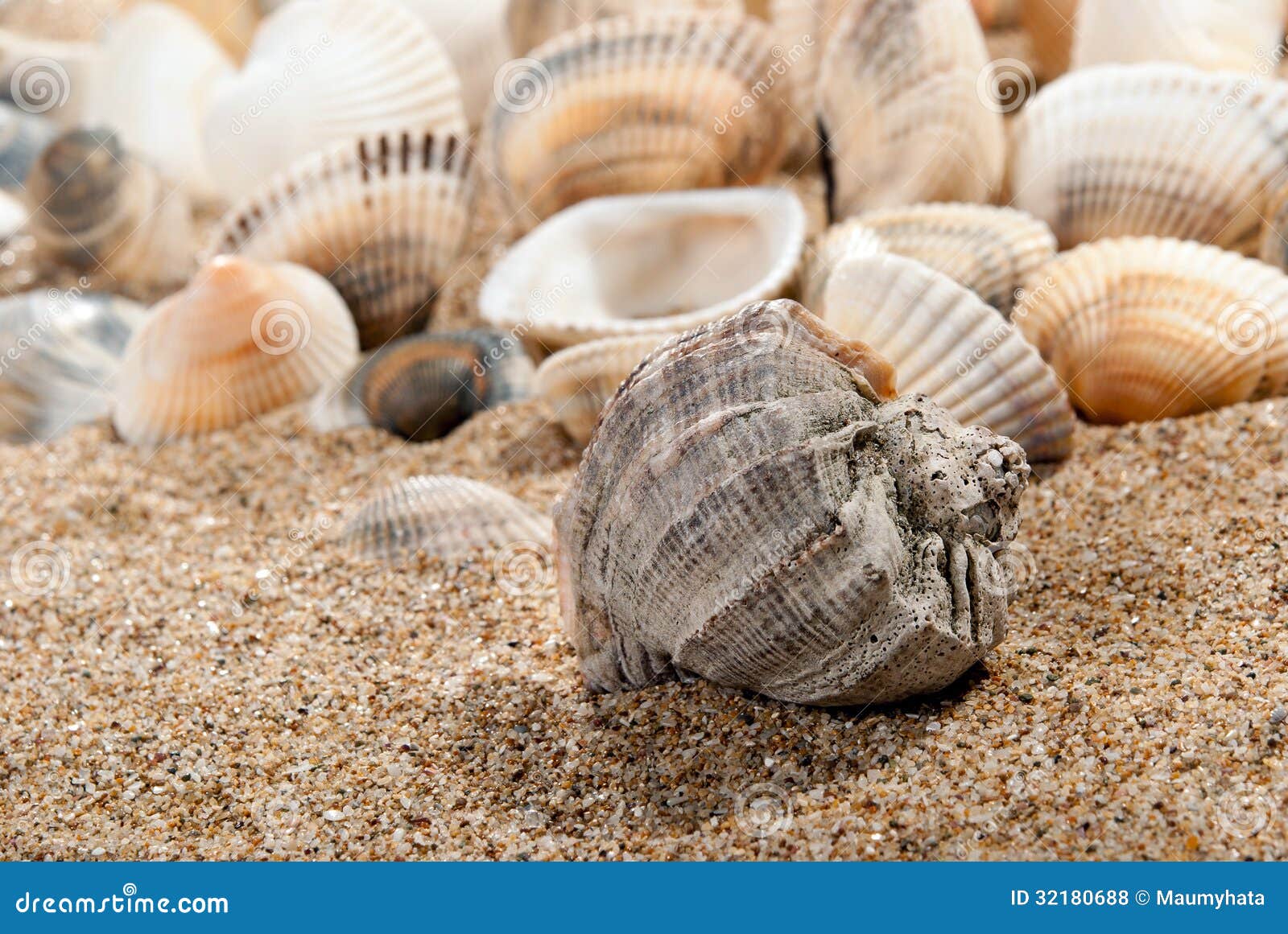 Shell y arena foto de archivo. Imagen de marco, animales - 32180688