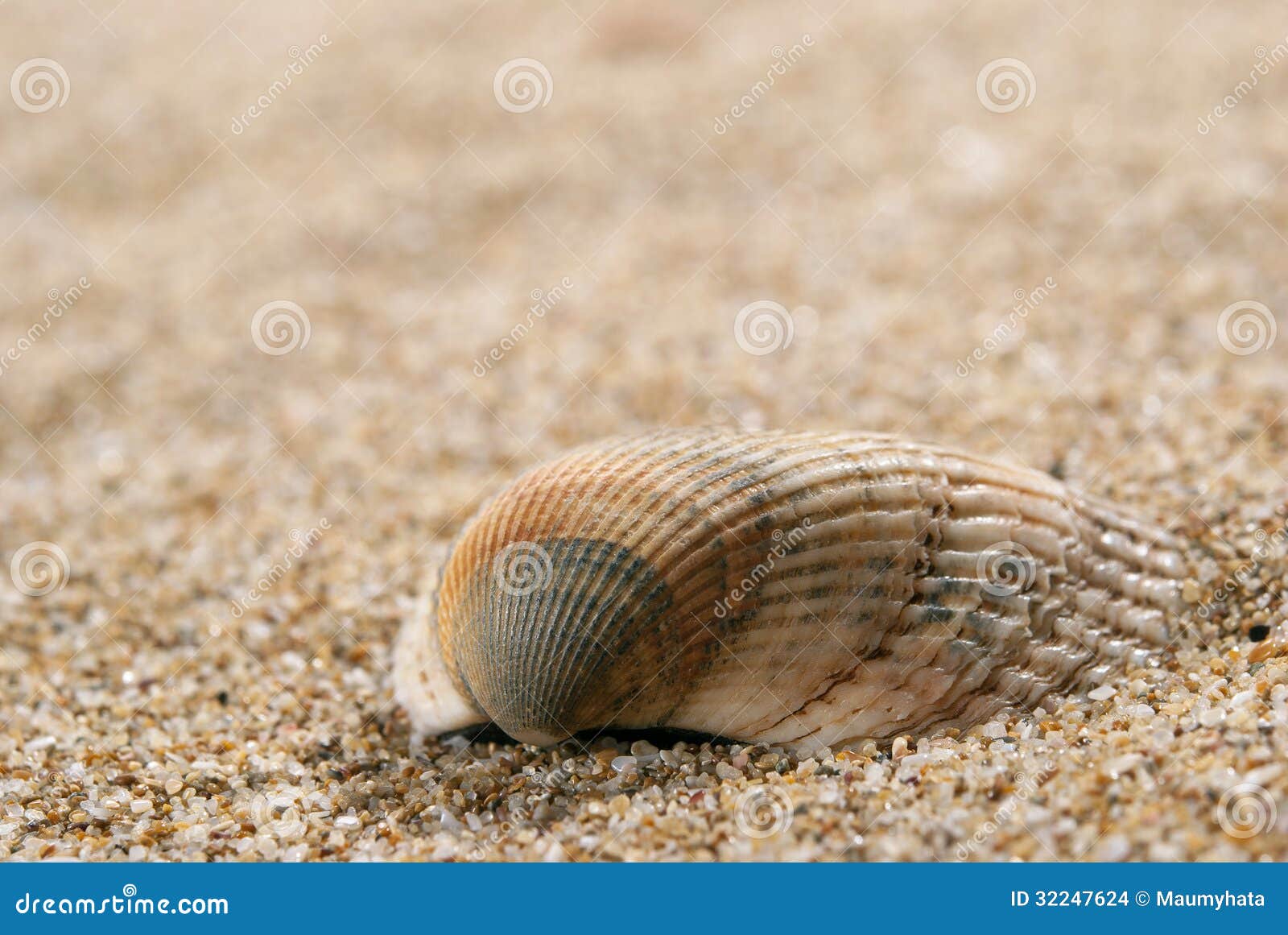 Shell y arena foto de archivo. Imagen de marco, sunlight - 32247624