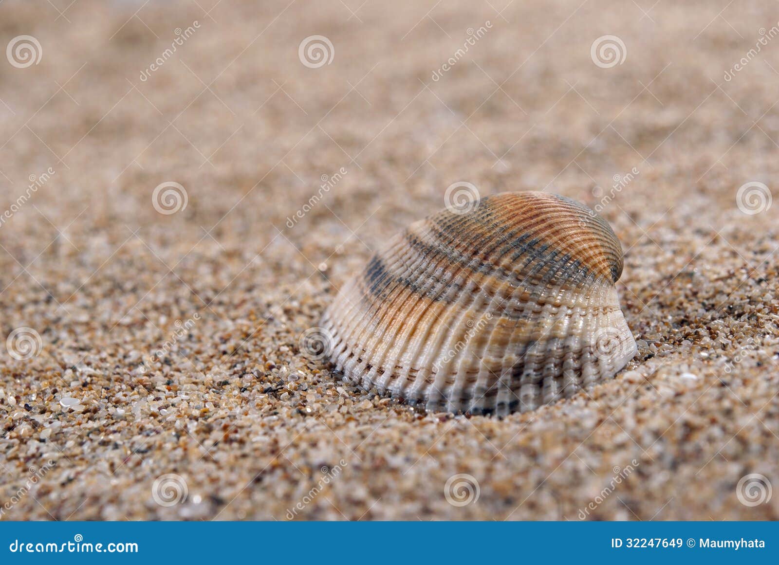 Shell y arena imagen de archivo. Imagen de arena, coastline - 32247649