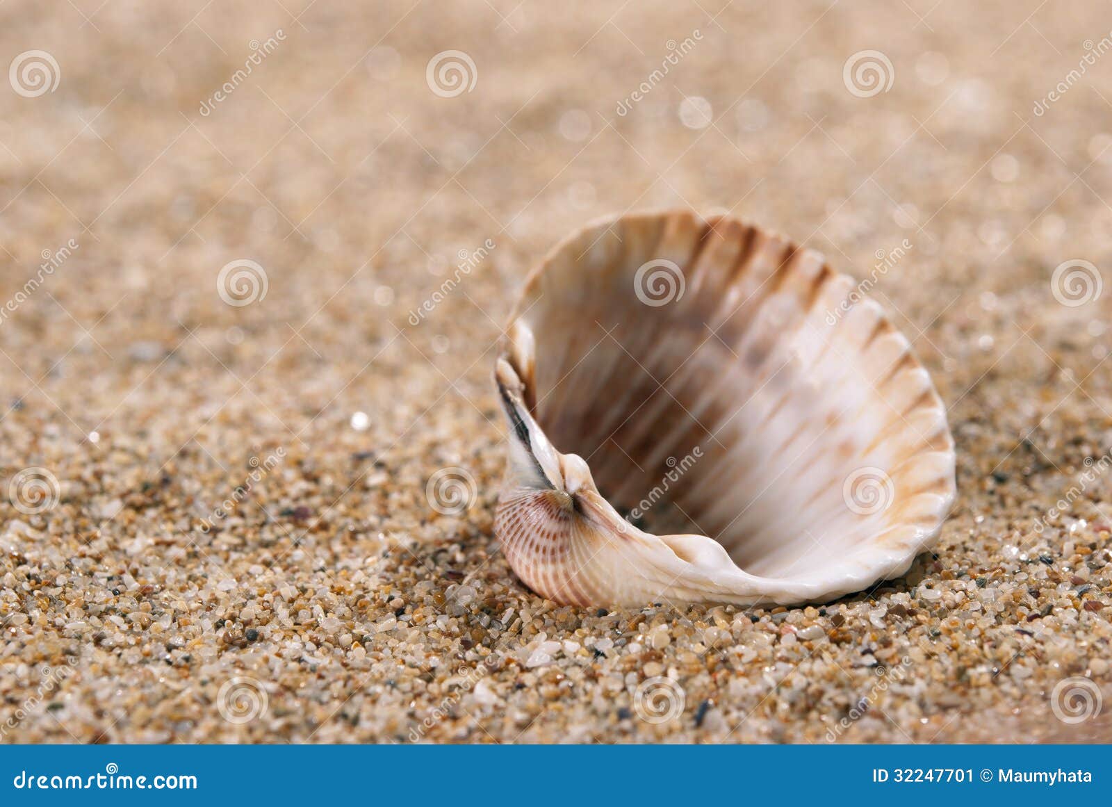 Shell y arena imagen de archivo. Imagen de copia, playa - 32247701