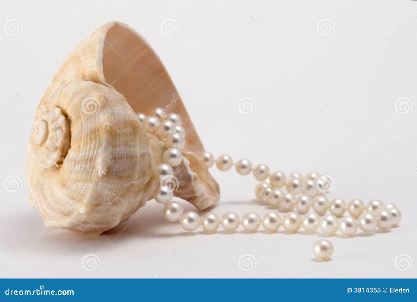 Shell y perlas imagen de archivo. Imagen de océano, cultivado - 3814355