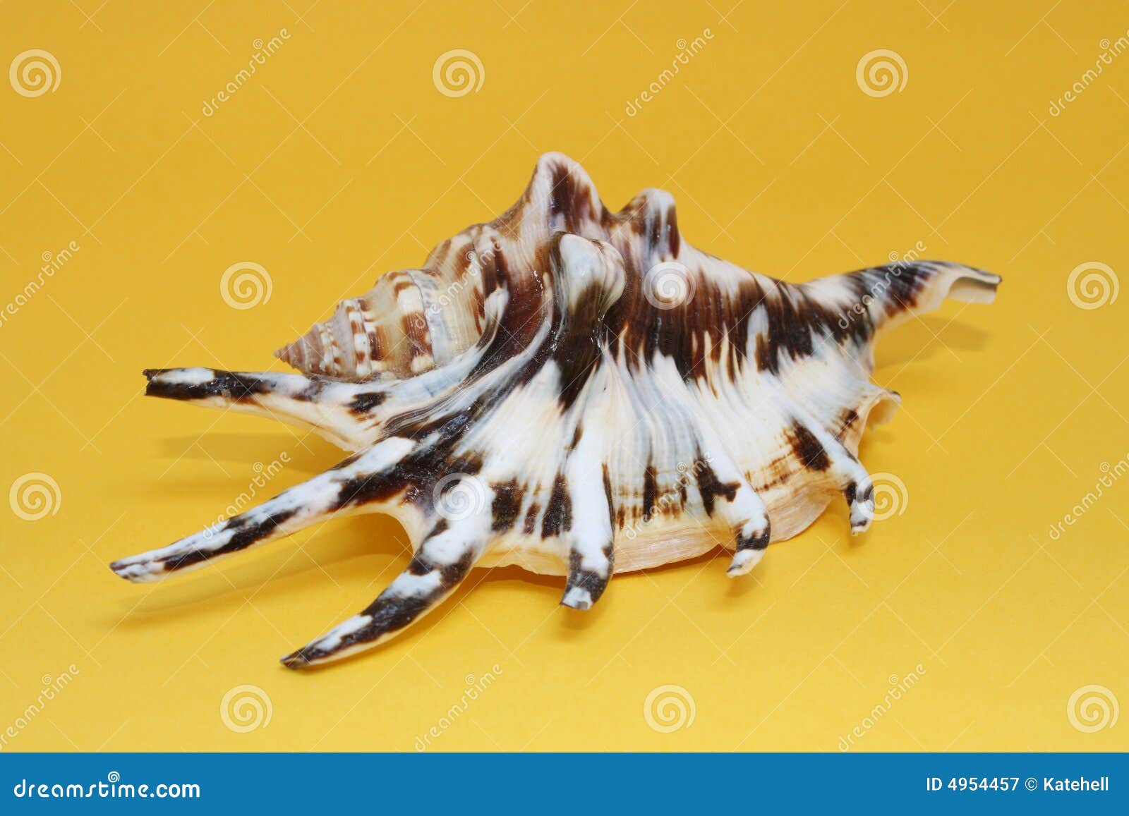 Shell on Yellow stock image. Image of life, marine, beach - 4954457