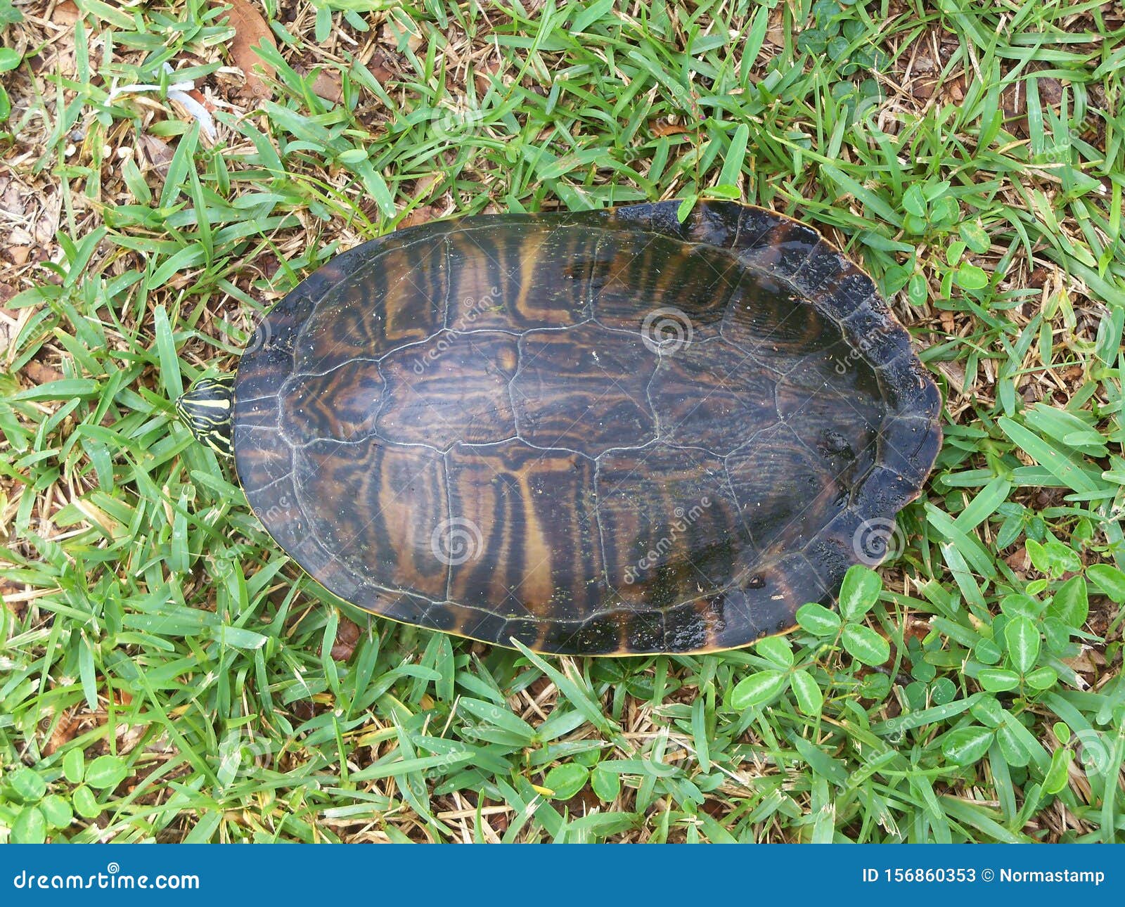Shell of a Yellow-Bellied Slider Turtle Stock Image - Image of plant ...