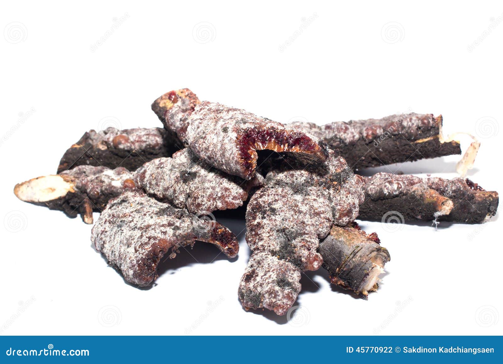 The shellac stock photo. Image of lacquer, animal, nature - 45770922