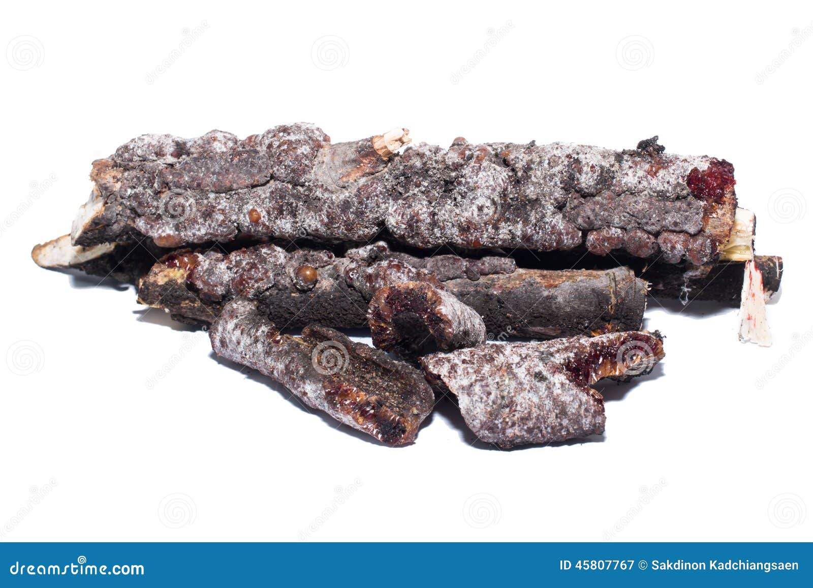 The shellac stock image. Image of isolate, white, animal - 45807767