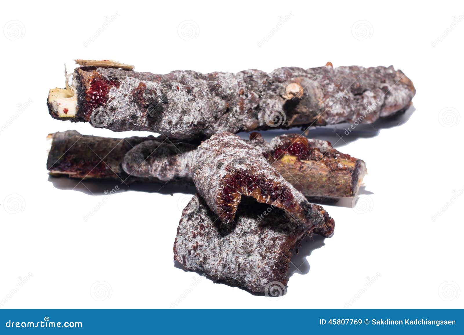 The shellac stock image. Image of lacker, lacquer, animal - 45807769