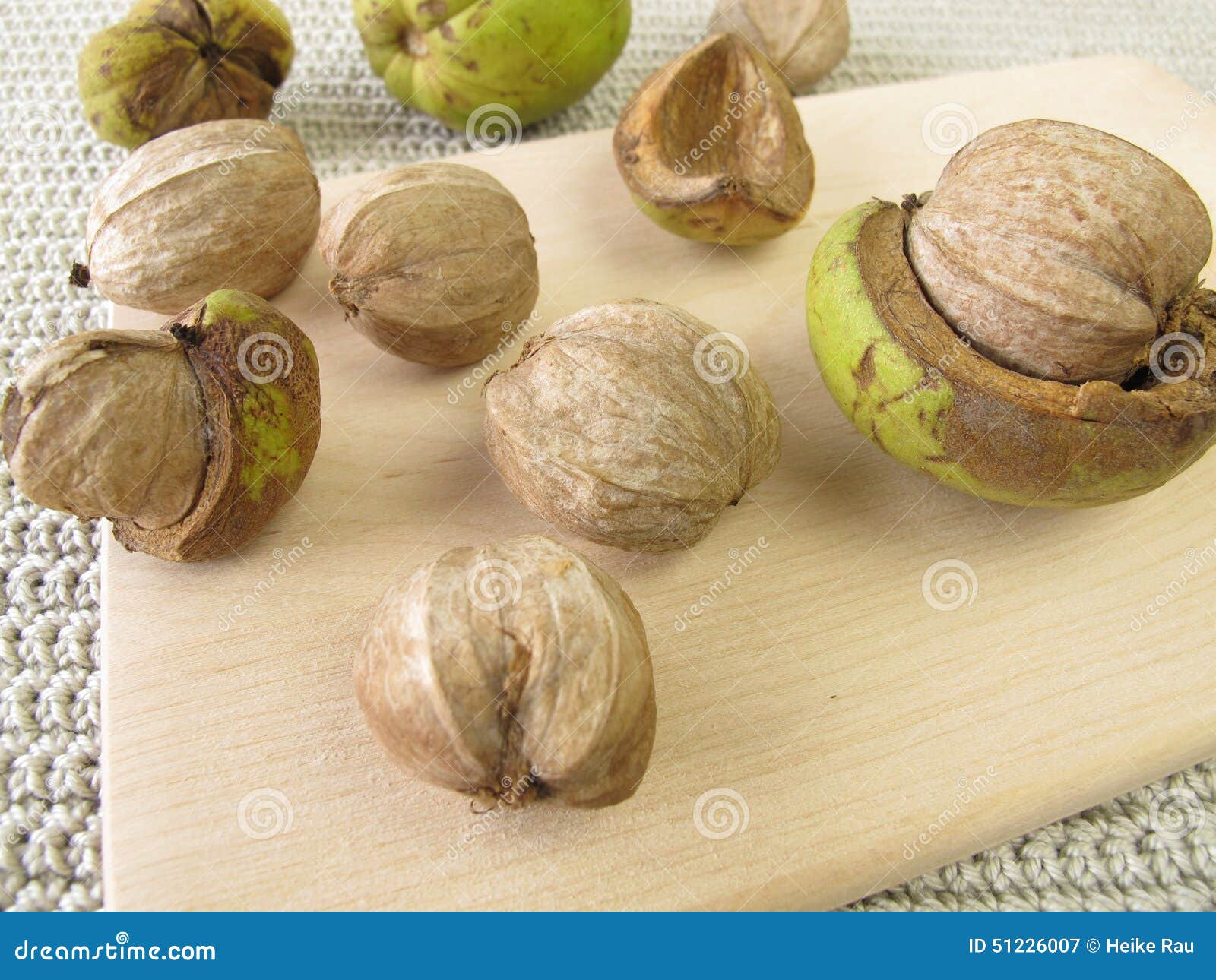 Shellbark hickory nuts stock image. Image of walnut, carya - 51226007