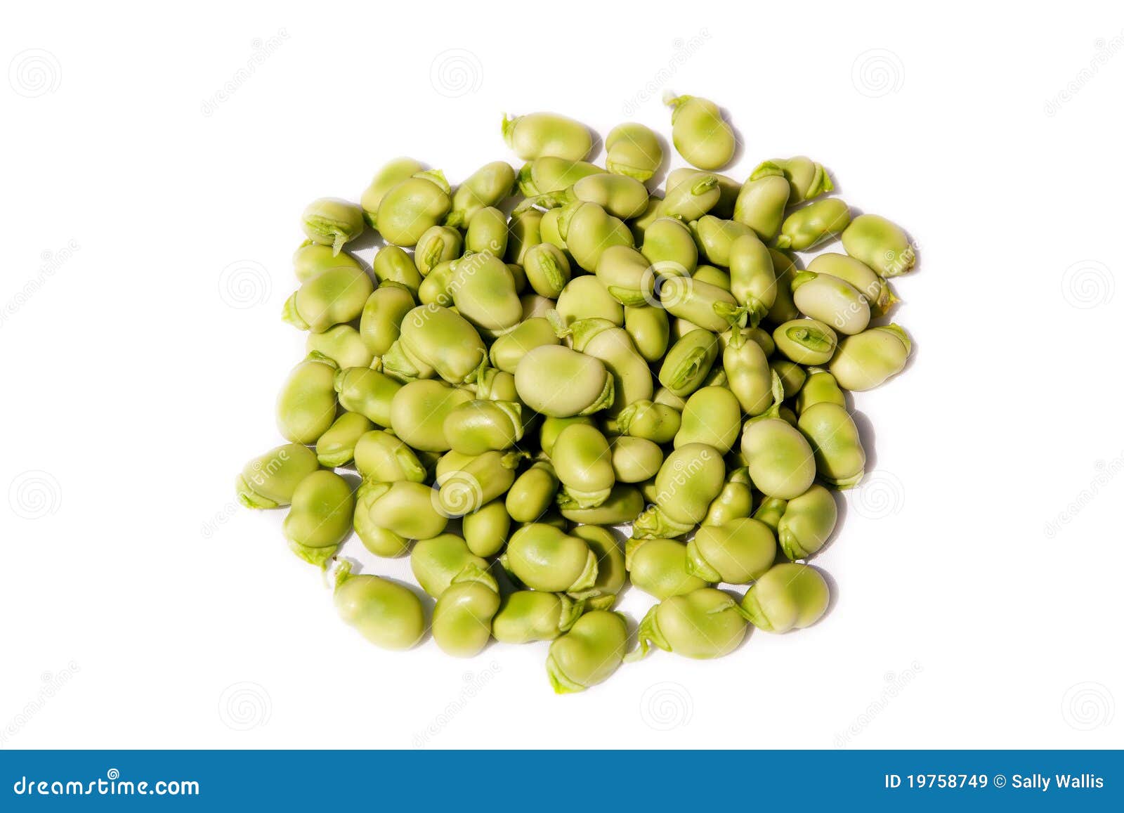 Shelled broad beans stock image. Image of food, fresh - 19758749