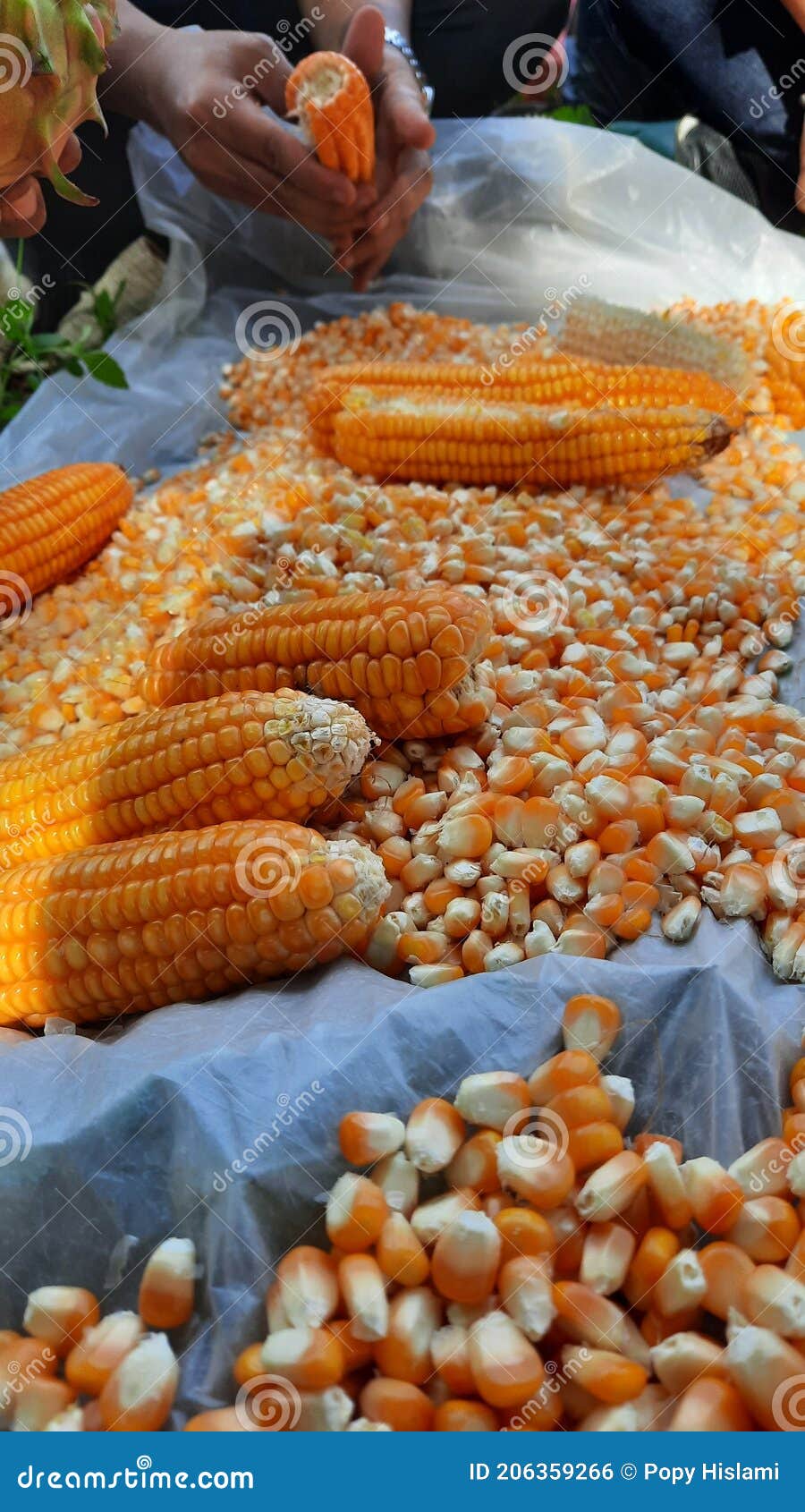 Shelled Corn for Ingredients of Poultry Food Stock Photo - Image of ...