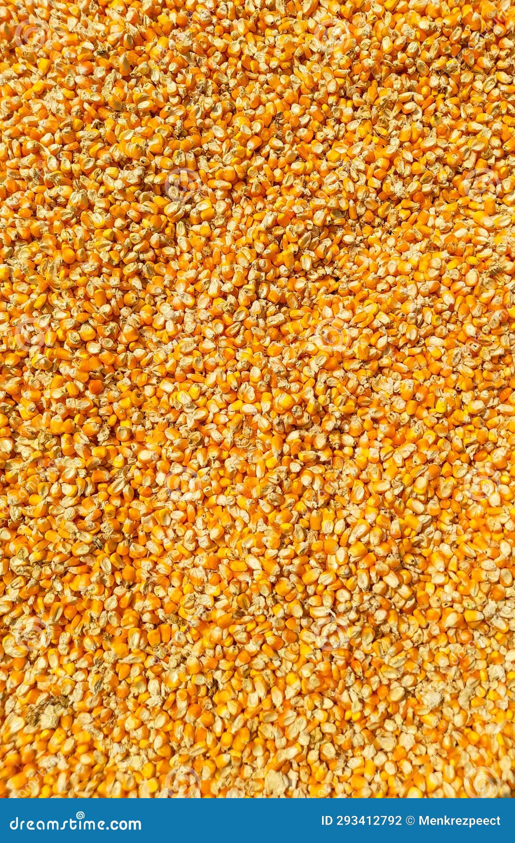 Shelled Corn in the Process of Drying in the Sun by Traditional Farmers ...