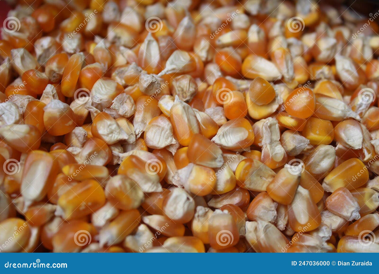 Close up of shelled corn stock photo. Image of tortilla - 247036000